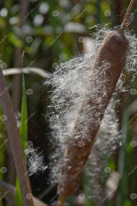Cattail Seeds stock image. Image of grow, spikes, common - 23049507