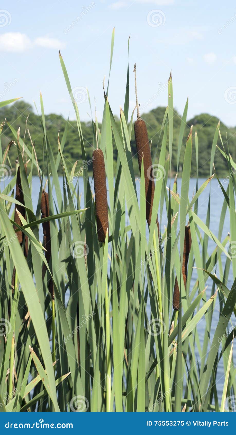 Cattail on the shore stock image. Image of marsh, cattail - 75553275