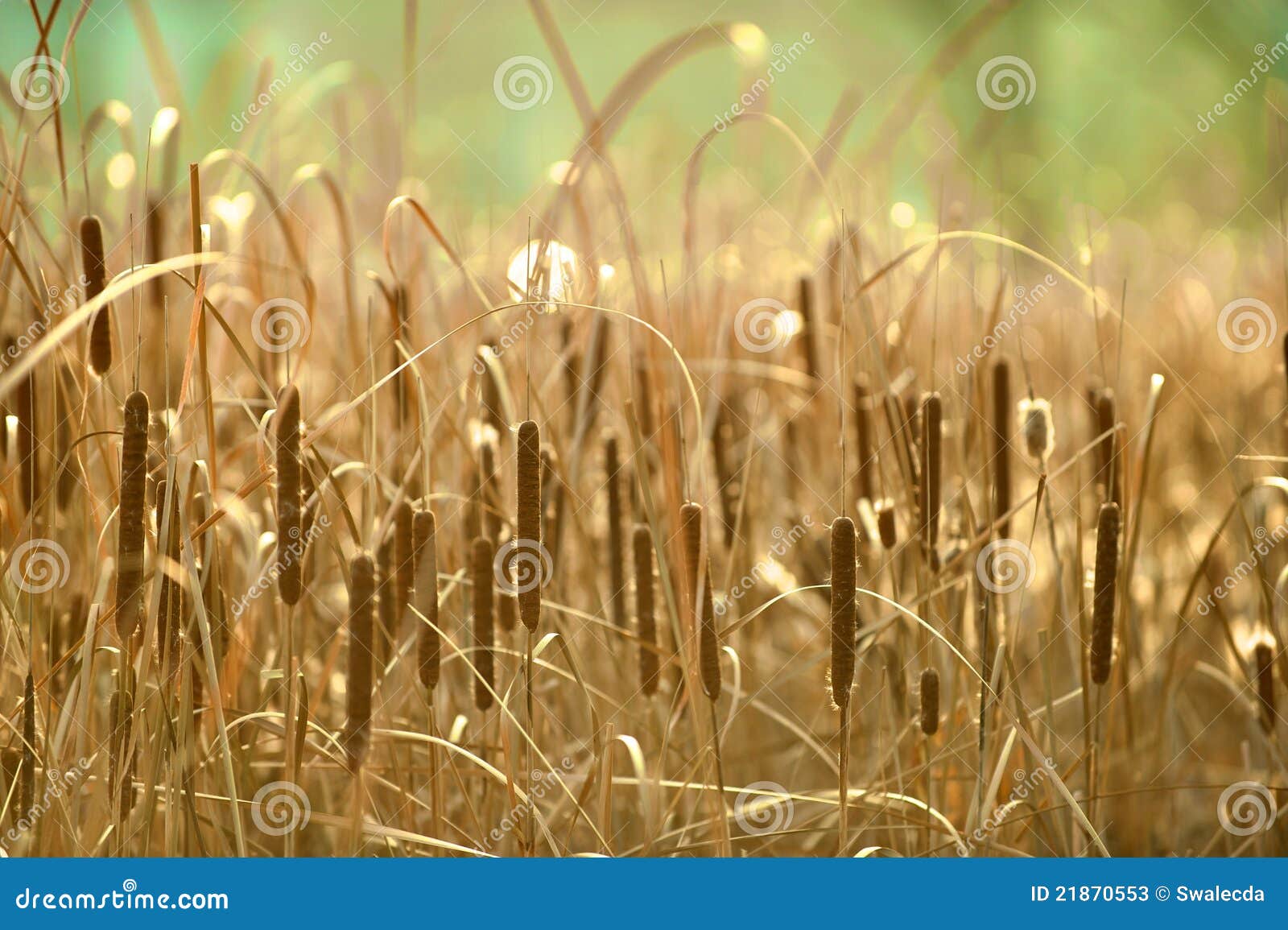 Cattail in the sun stock image. Image of sunlight, field - 21870553