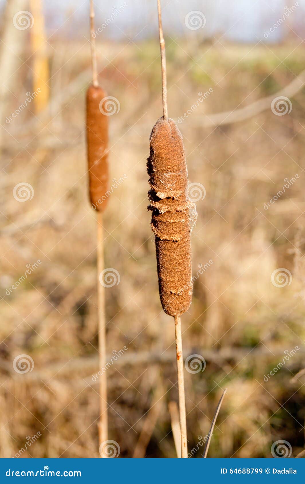 Cattail (Typha latifolia). stock image. Image of cattail - 64688799