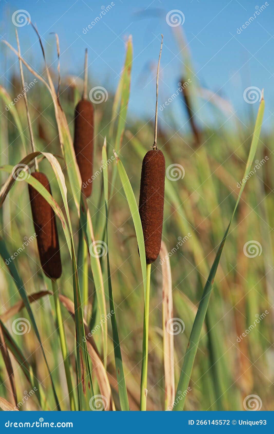 Cattail `Typha Latifolia`, or Pond Reed Stock Photo - Image of clipping ...