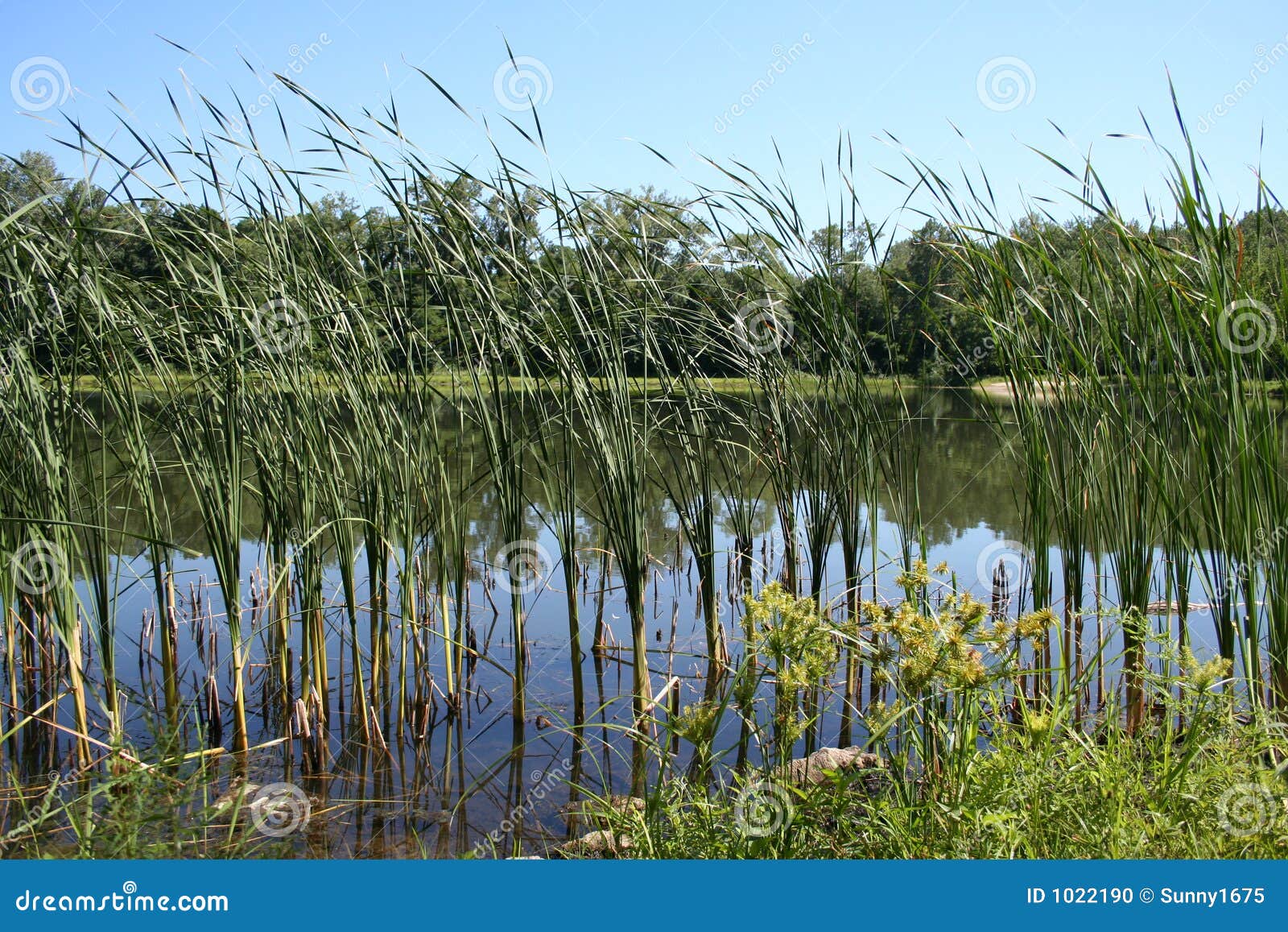 Cattails stock photo. Image of swaying, lake, lakes, cattail - 1022190