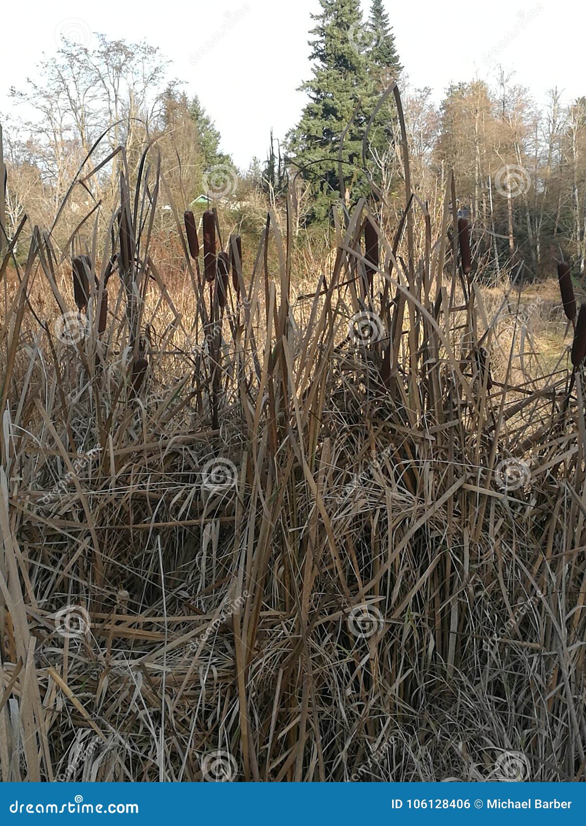 Cattails стоковое фото. изображение насчитывающей вашингтон - 106128406