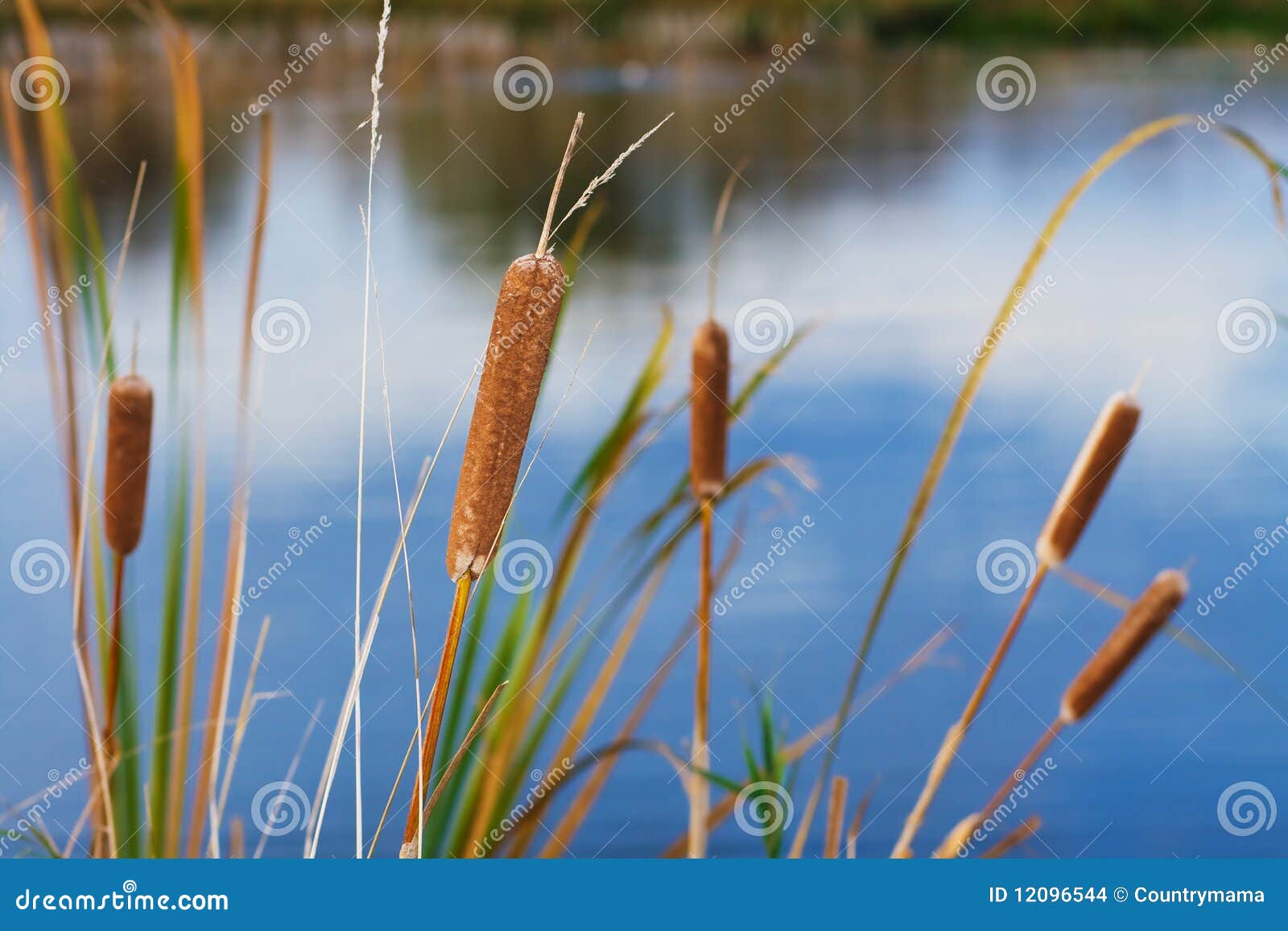 Cattails stock photo. Image of marsh, water, spiky, green - 12096544