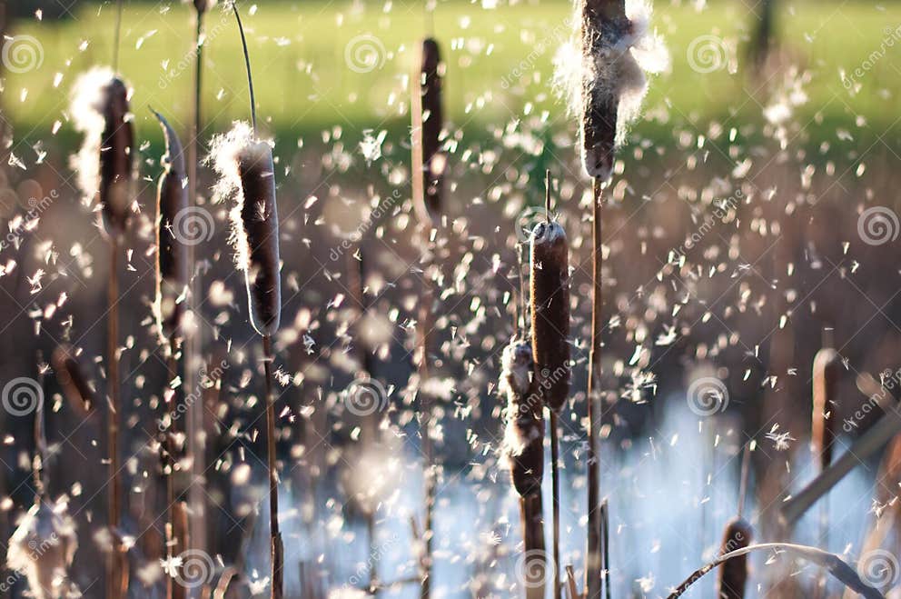 Cattails foto de archivo. Imagen de charca, humedales - 12146366