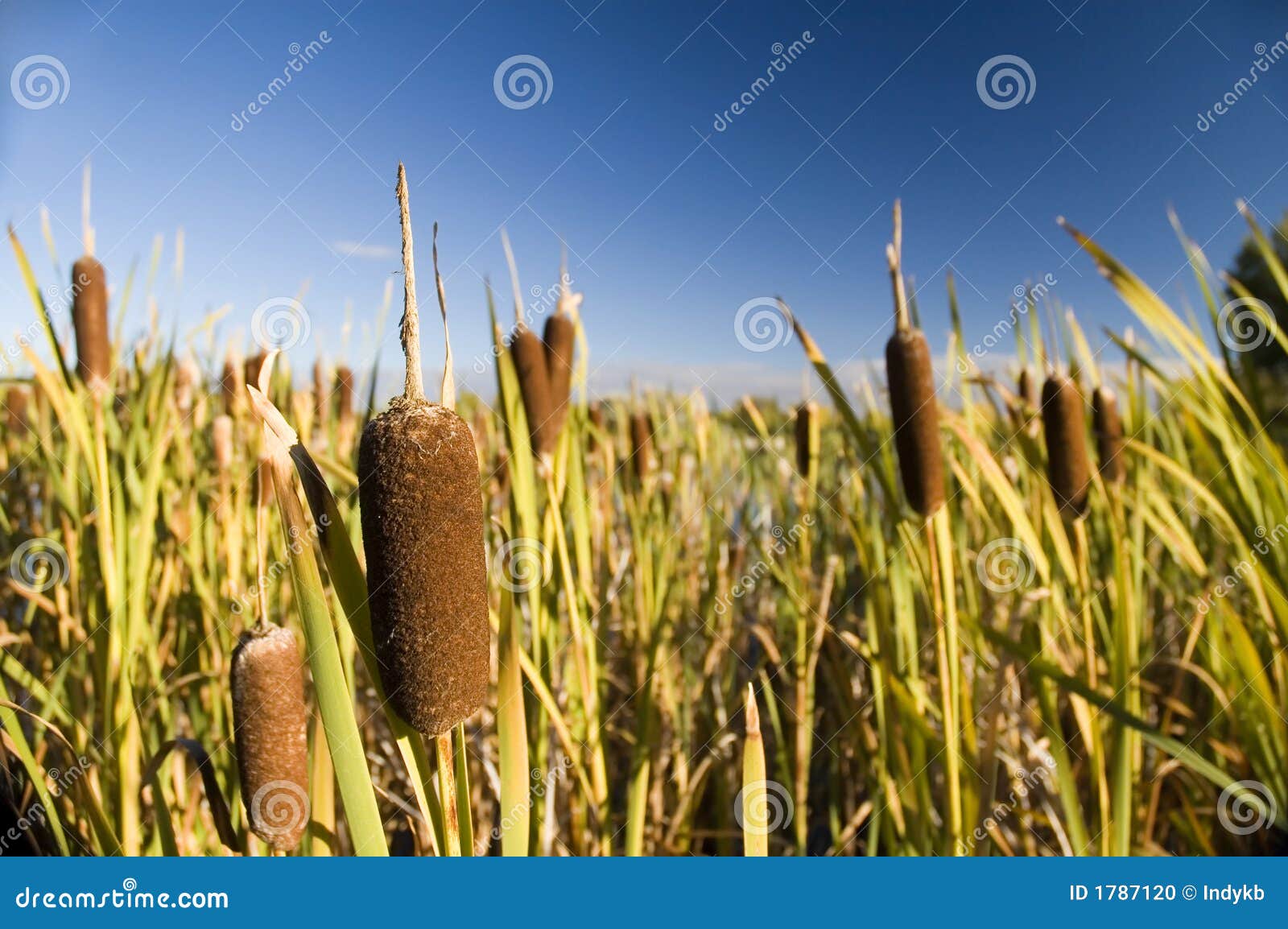 Cattails stock photo. Image of cattail, marsh, summer - 1787120