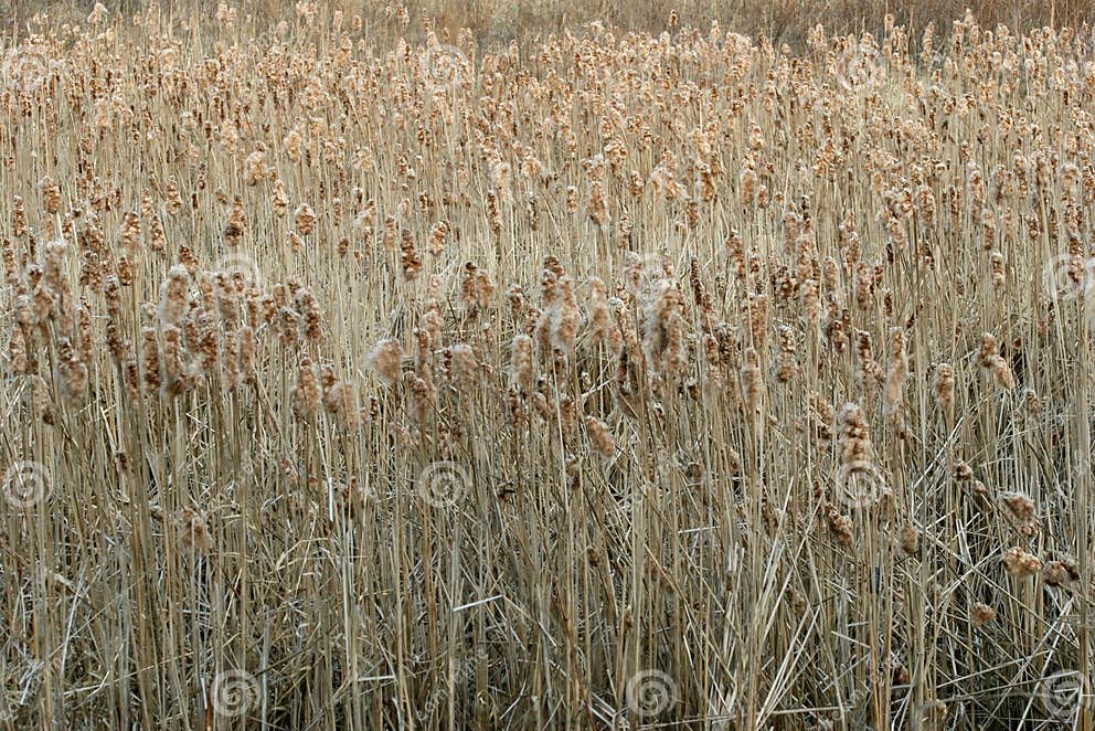 Cattails 2 imagen de archivo. Imagen de catalizador, paisajes - 131729