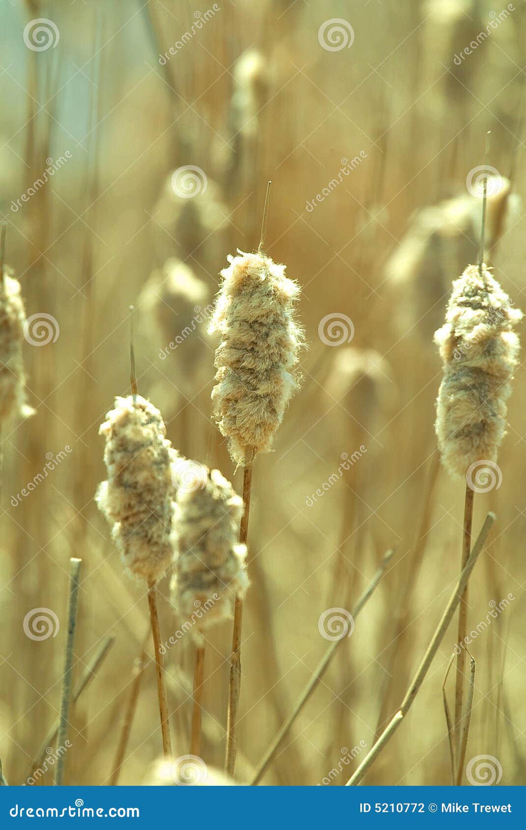 Cattails stock photo. Image of meadows, grass, backwater - 5210772