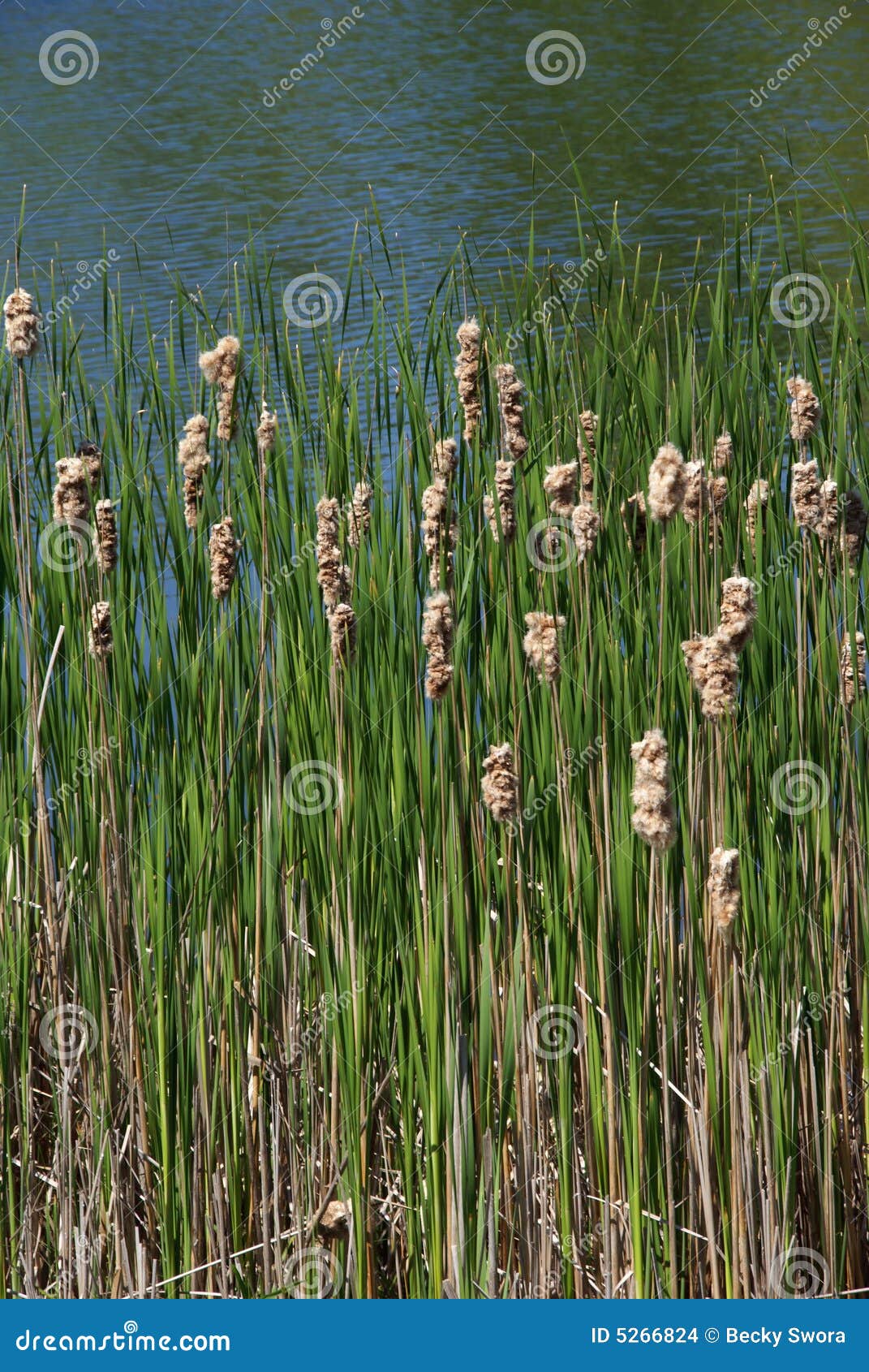Cattails stock photo. Image of swamp, green, marsh, cattails - 5266824