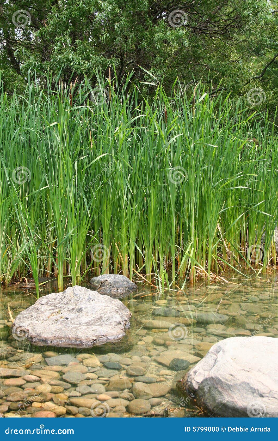 Cattails stock photo. Image of wetland, brown, plant, marsh - 5799000