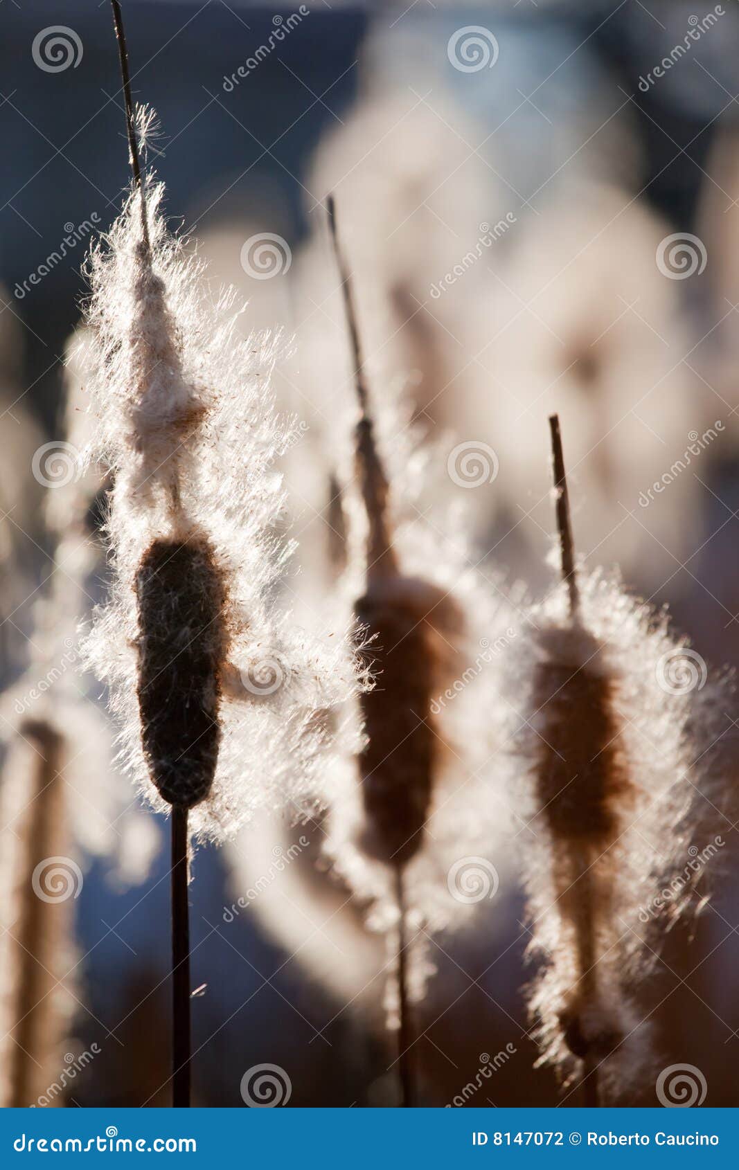 Cattails Picture. Image: 8147072
