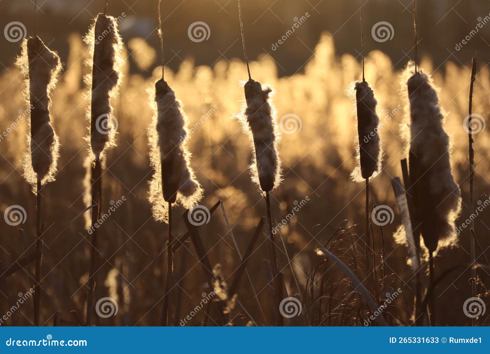 Cattails against the Light stock image. Image of nature - 265331633