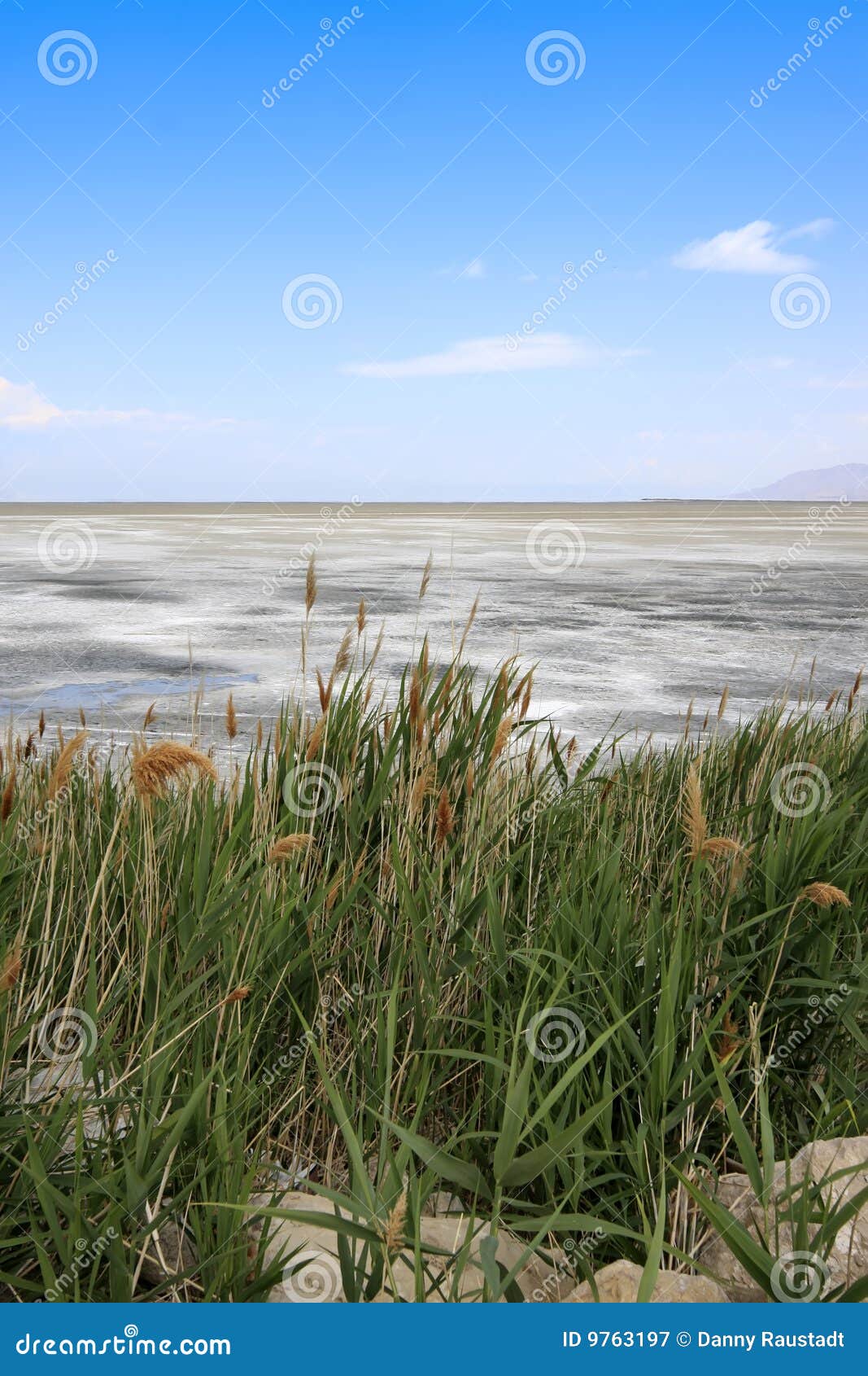 Cattails Along the Great Salt Lake Stock Image - Image of nature ...