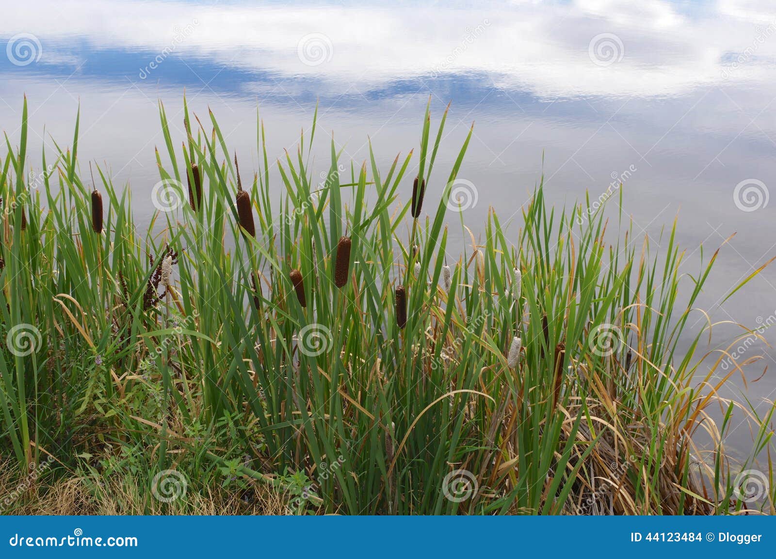Cattails along a pond. stock photo. Image of water, edge - 44123484