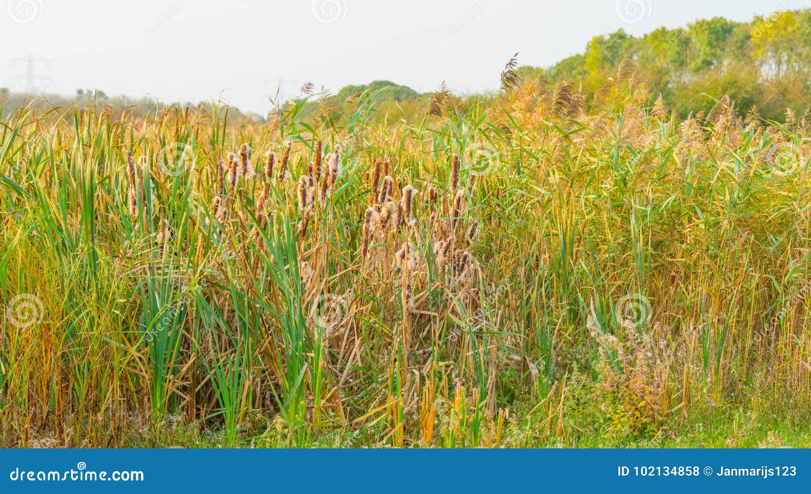 Cattails Along the Shore of a Lake in Sunlight Stock Photo - Image of ...