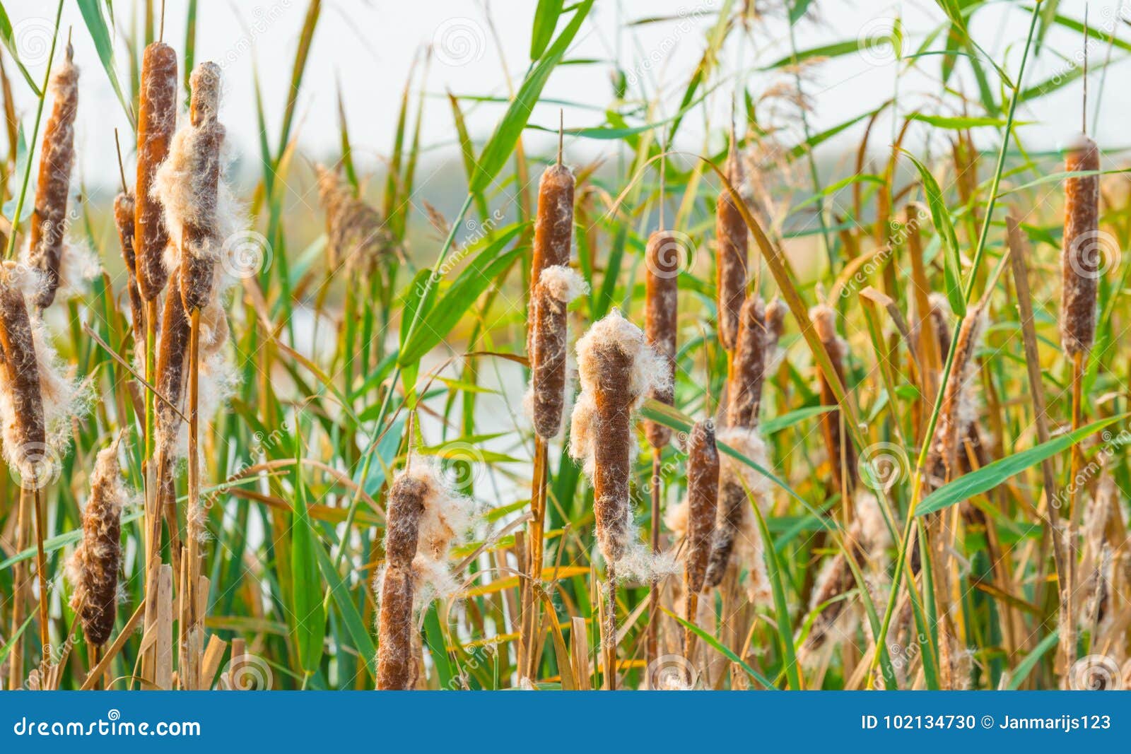 Cattails Along the Shore of a Lake in Sunlight Stock Photo - Image of ...