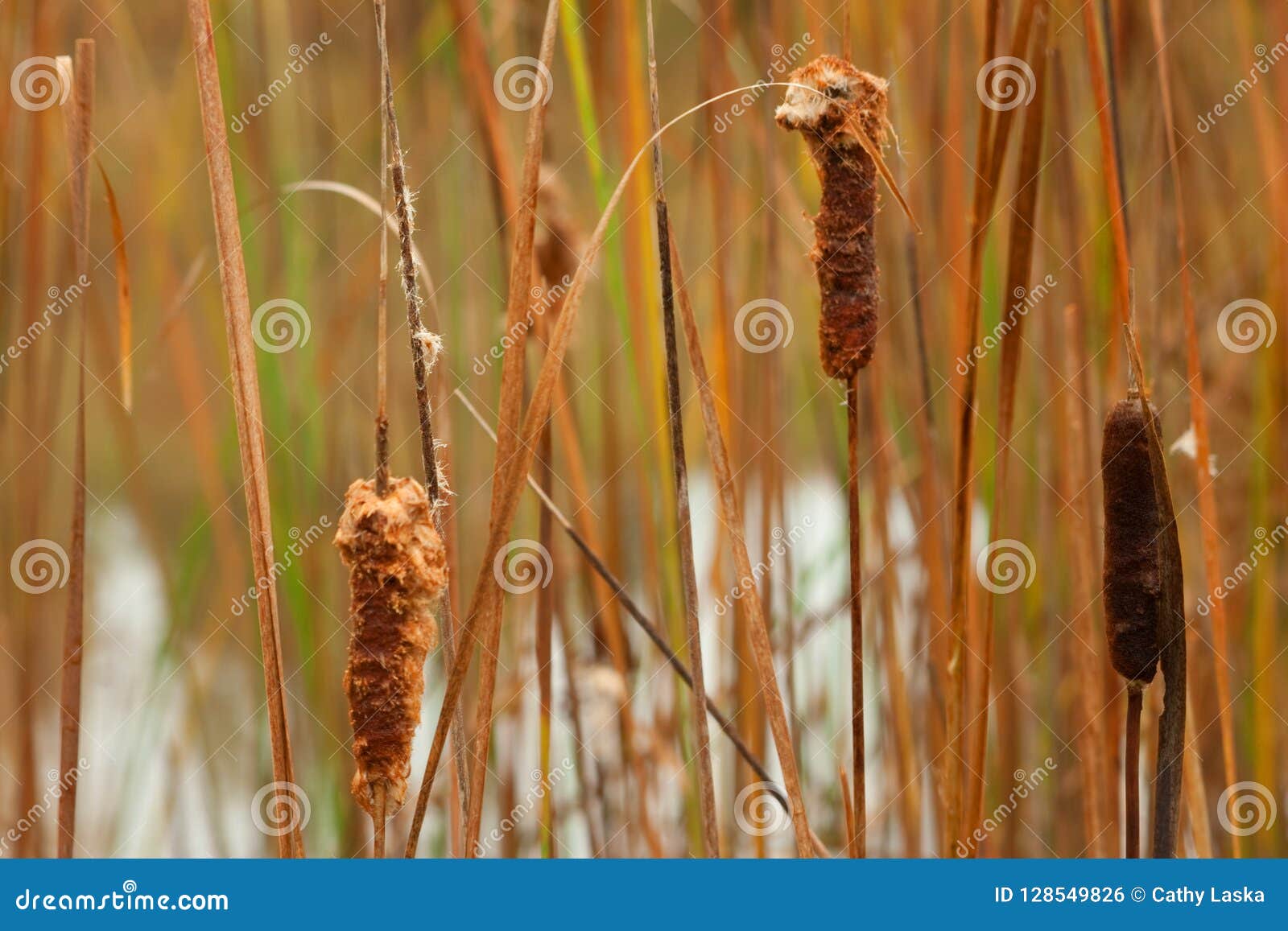 Cattails in Autumn Marsh at 3 Different Stages Stock Photo - Image of ...