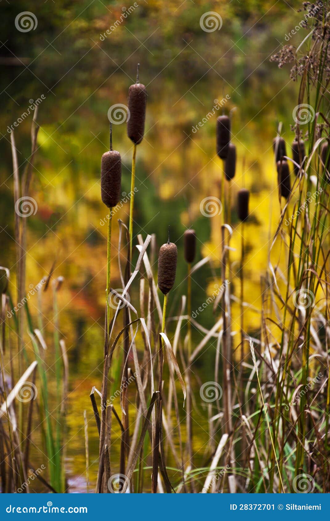 Cattails Backed by Golden Fall Leaves Reflected in Small Pond Stock ...