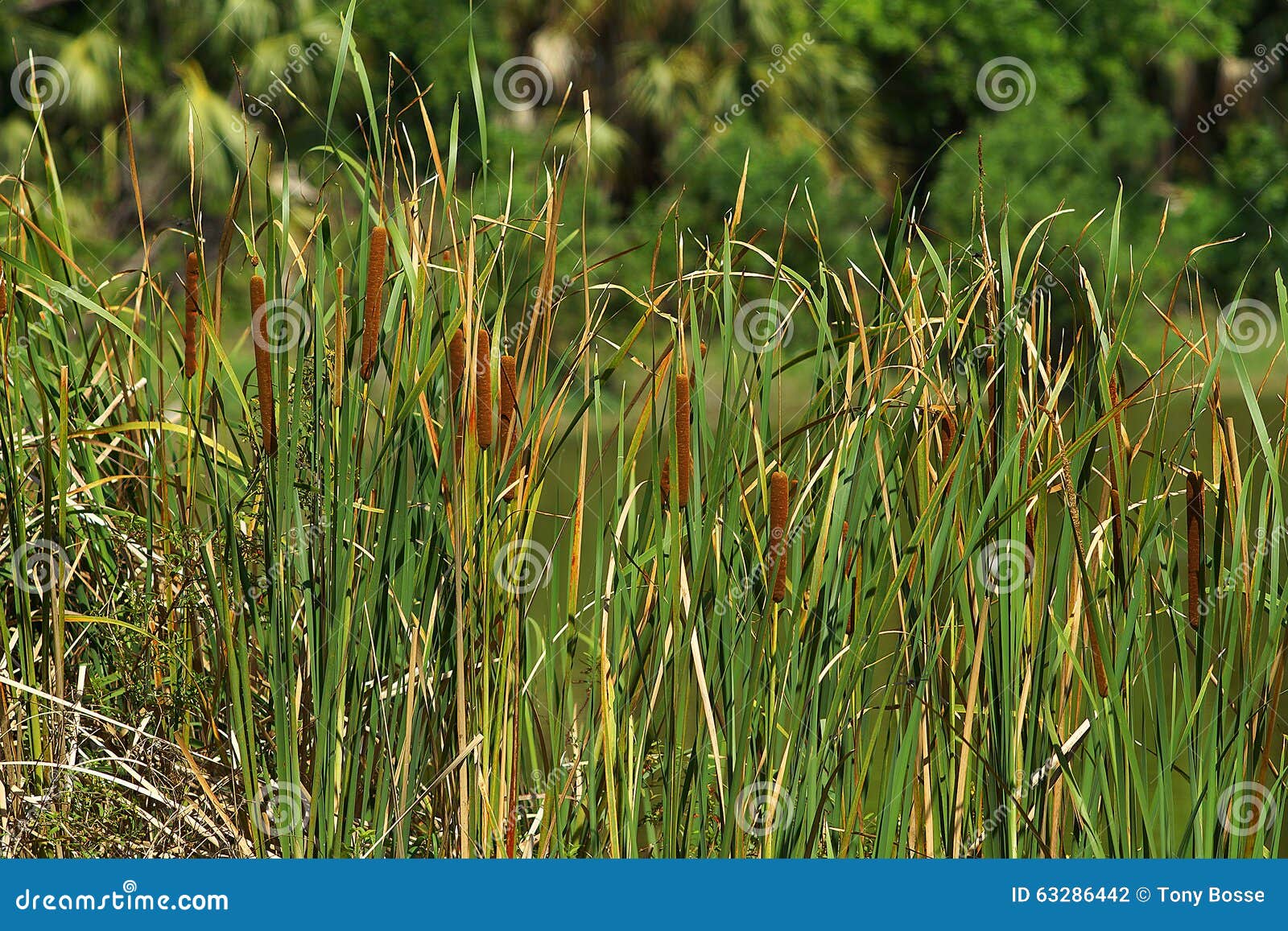 Cattails Background stock photo. Image of floral, tall - 63286442