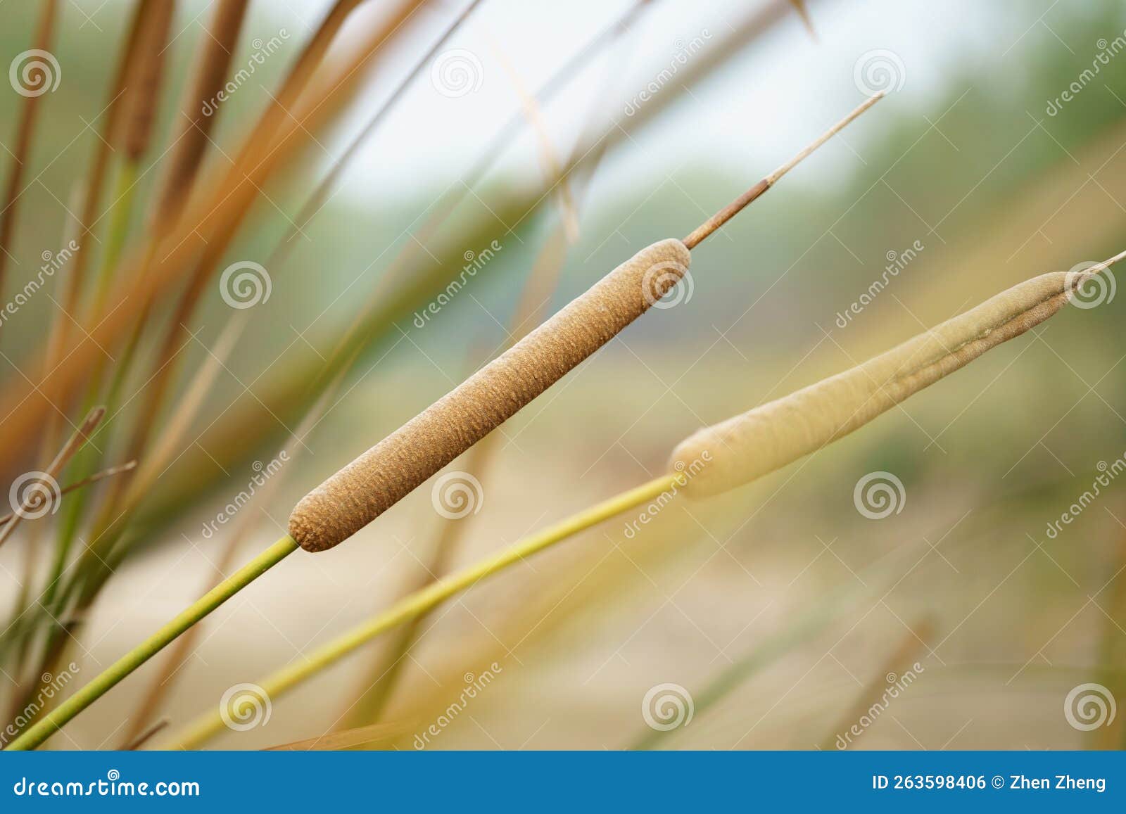 Cattails Bulrush beside River. Corn Dog Grass. Stock Photo - Image of nature, china: 263598406