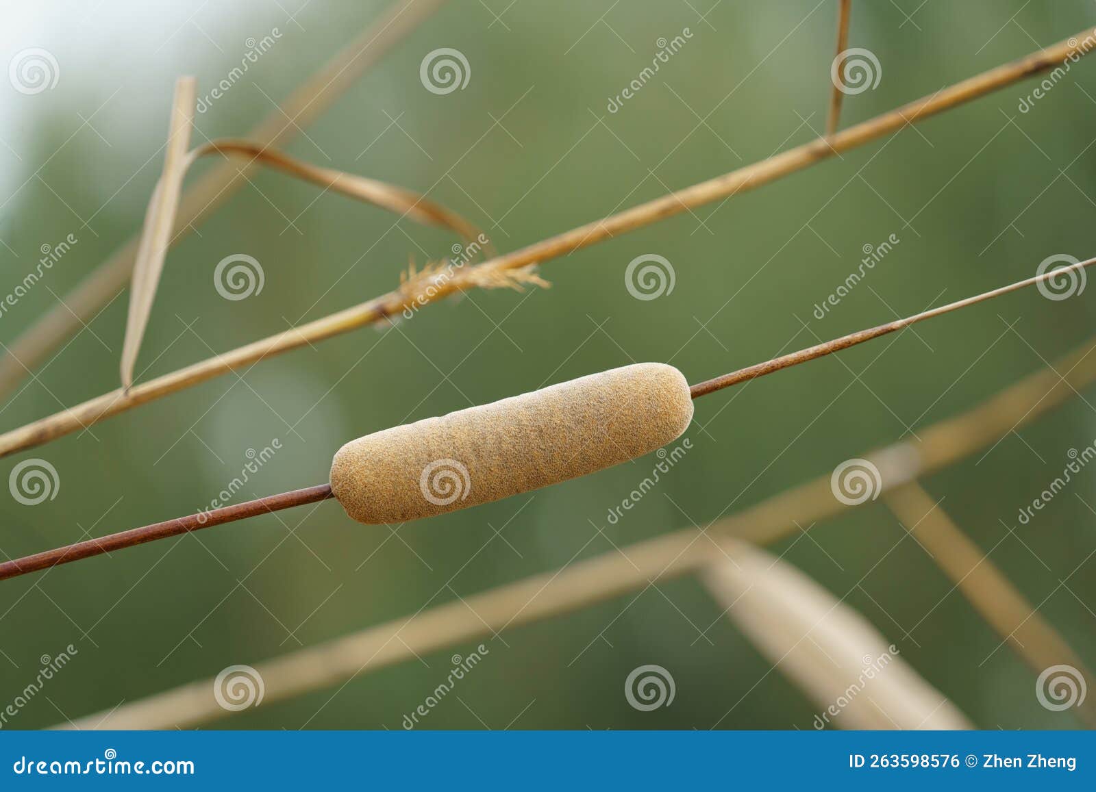 Cattails Bulrush beside River. Corn Dog Grass. Stock Photo - Image of cattail, asia: 263598576