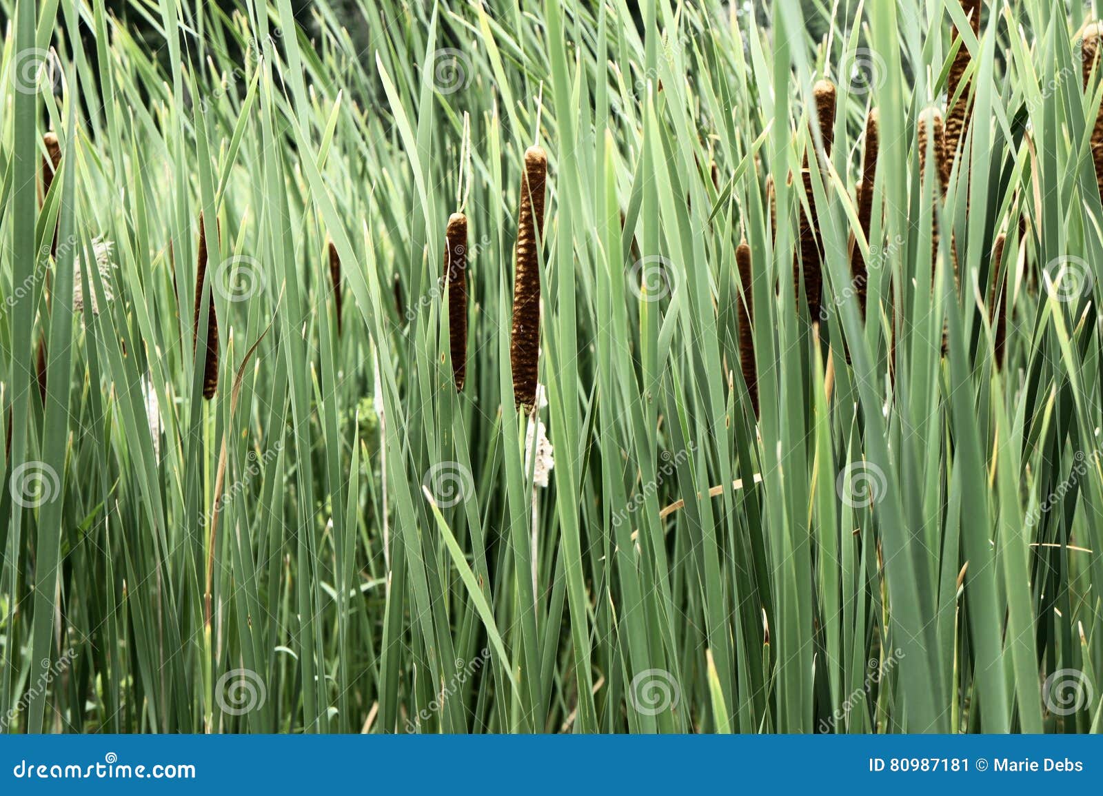 Cattails Royalty-Free Stock Photo | CartoonDealer.com #80987181
