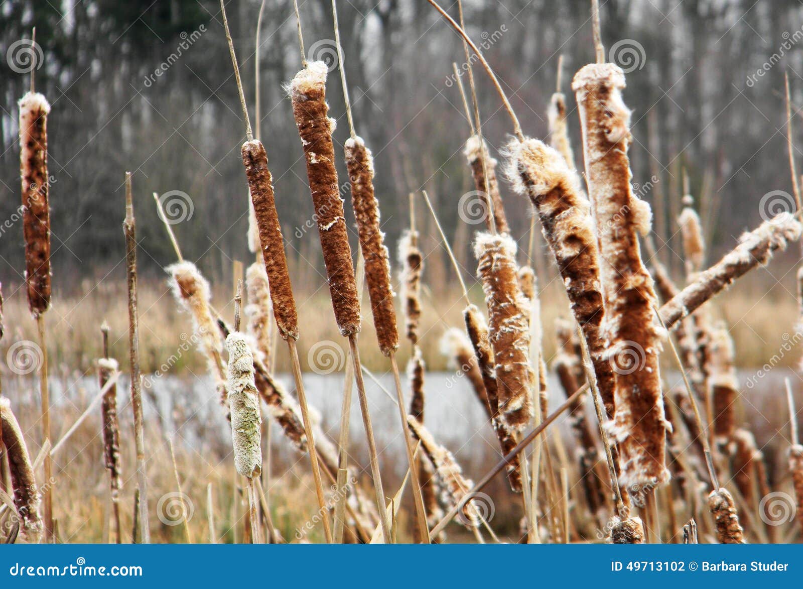 Cattails in Fall stock photo. Image of pond, lake, nature - 49713102