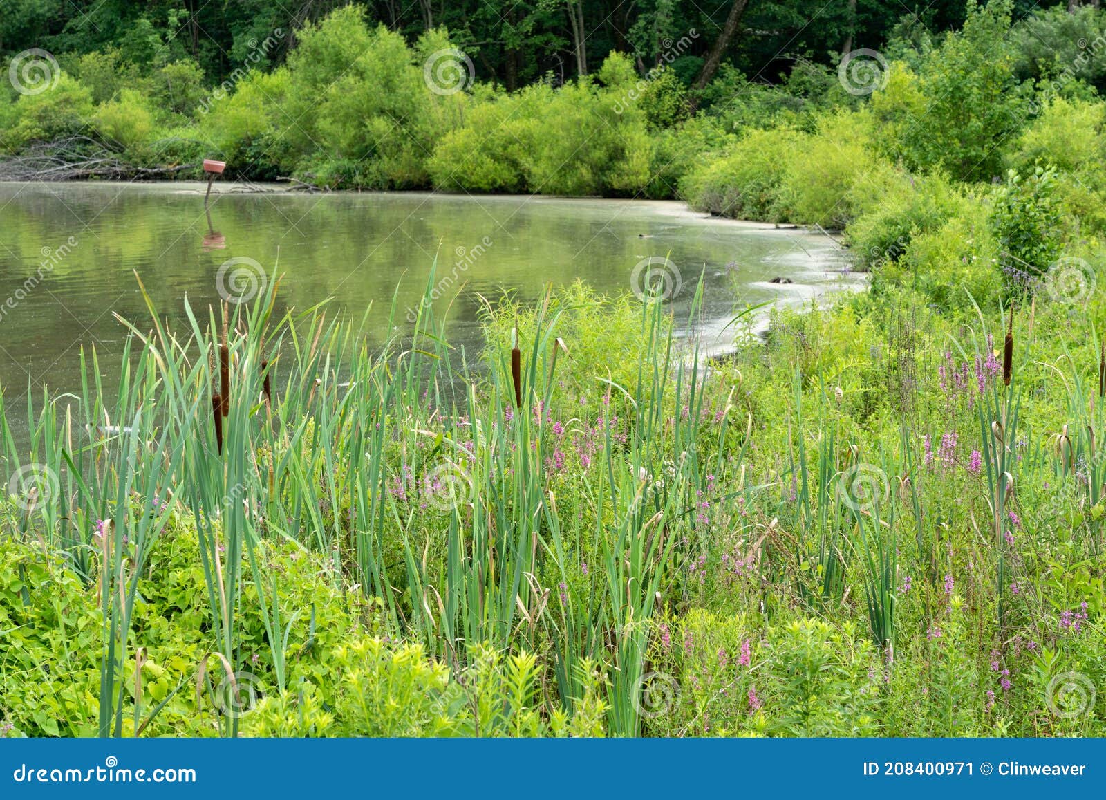 Cattails and Flowers Along a Lake Stock Image - Image of cattail ...