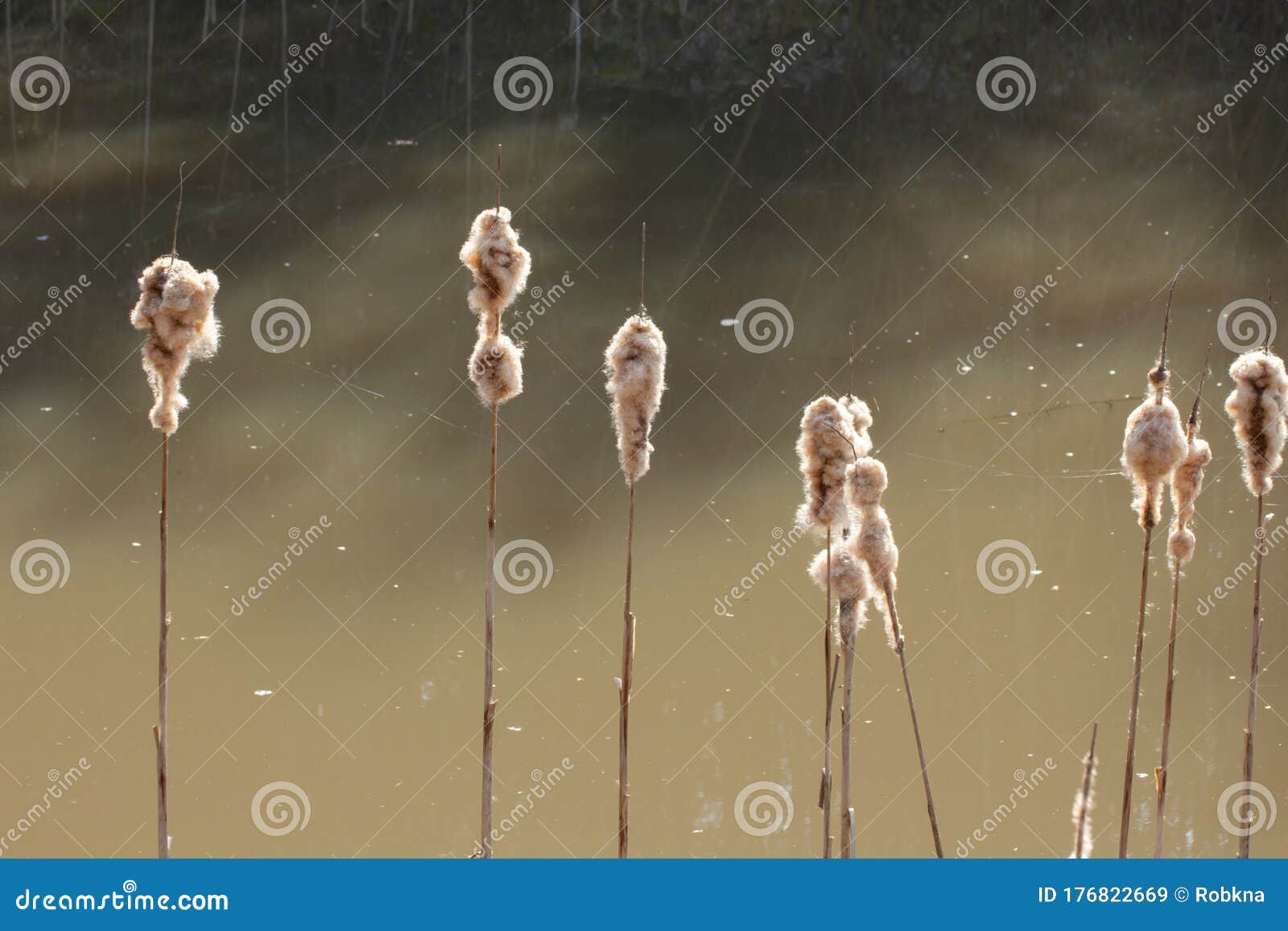 Cattails with Fluffy Light Brown Cobs in a Lake, Typha Stock Image ...