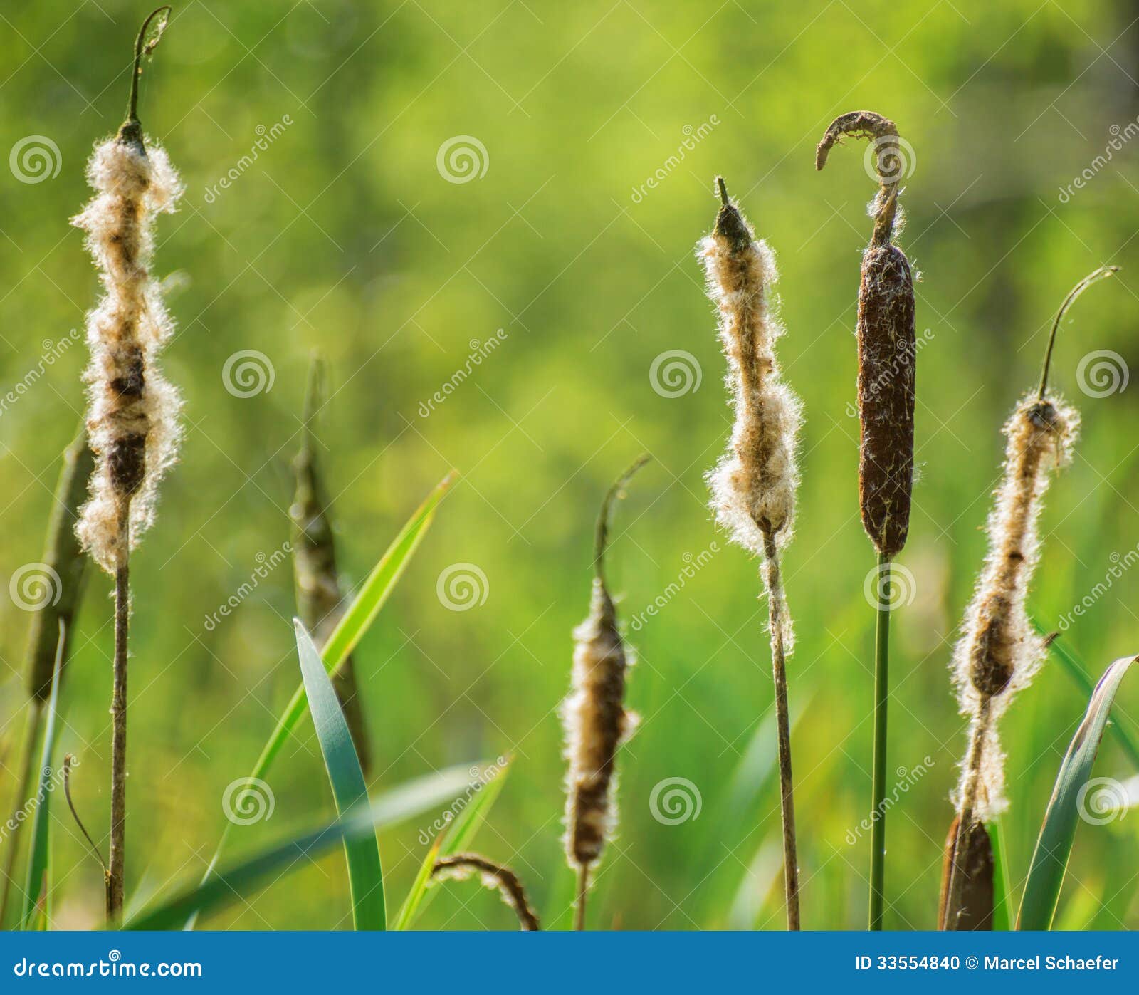 Cattails in Front of Green Lake Stock Photo - Image of shiny, plants ...