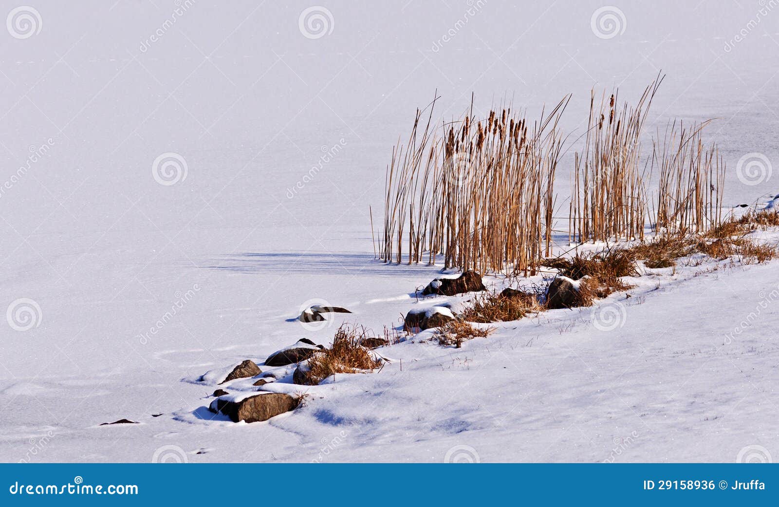 Cattails on a frozen lake stock photo. Image of bitter - 29158936