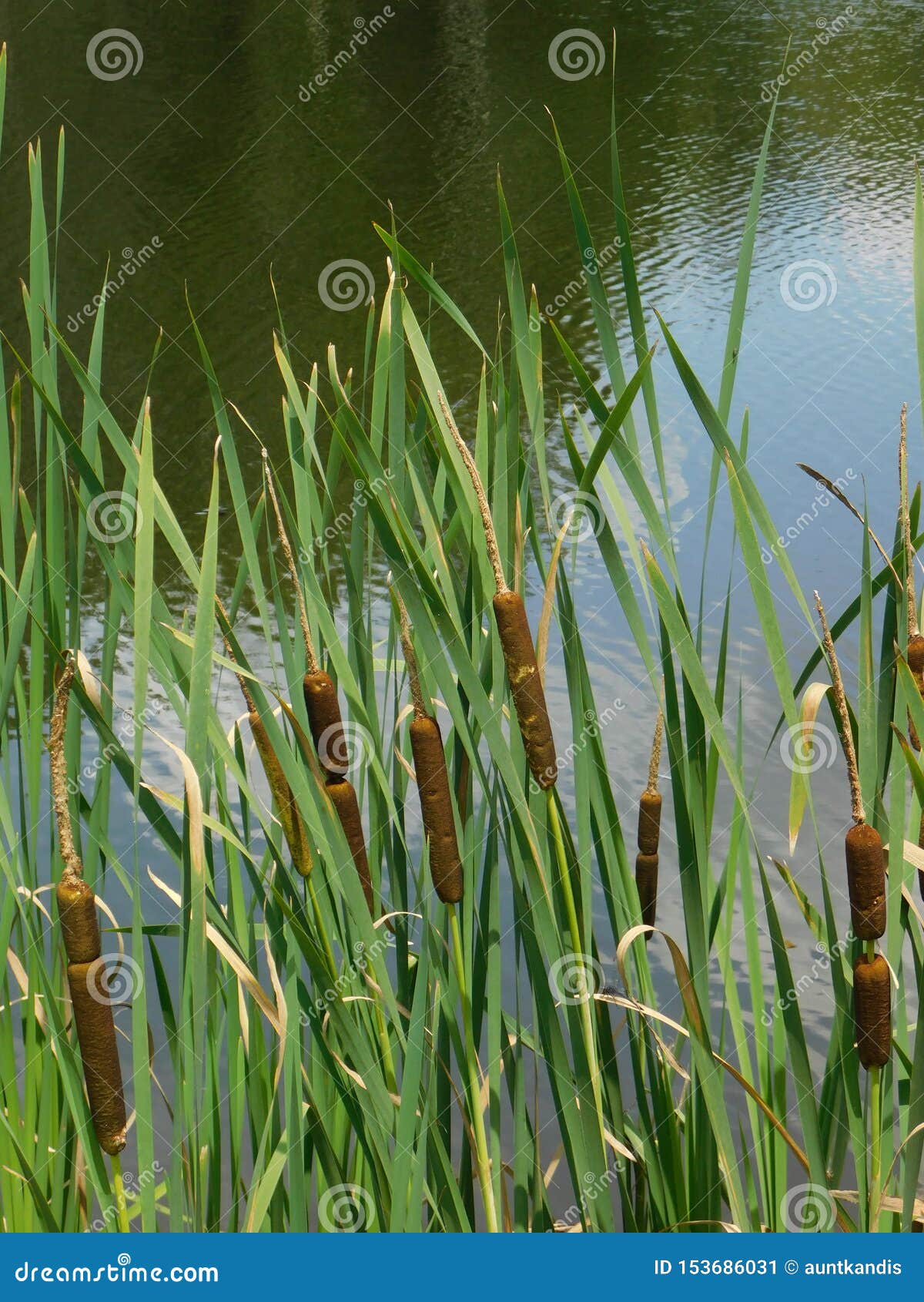 Cattails on the Lake stock image. Image of grass, green - 153686031