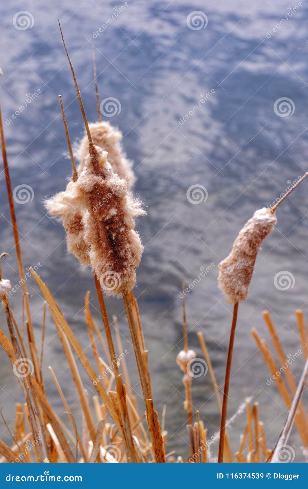 Dead cattails by pond stock image. Image of cattails - 116374539