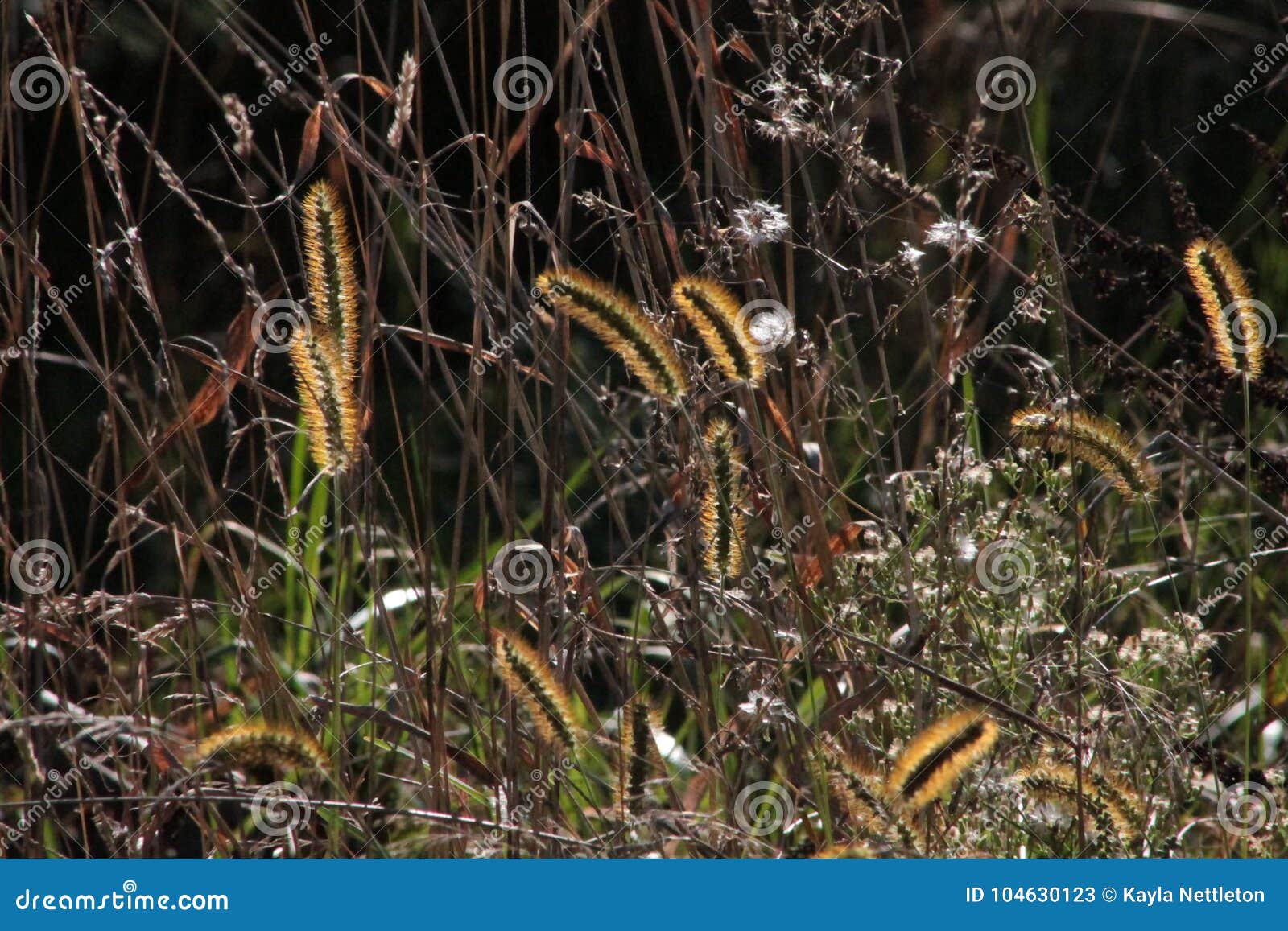 Cattails Macios Com a Luz Solar Que Brilha Completamente Imagem de ...