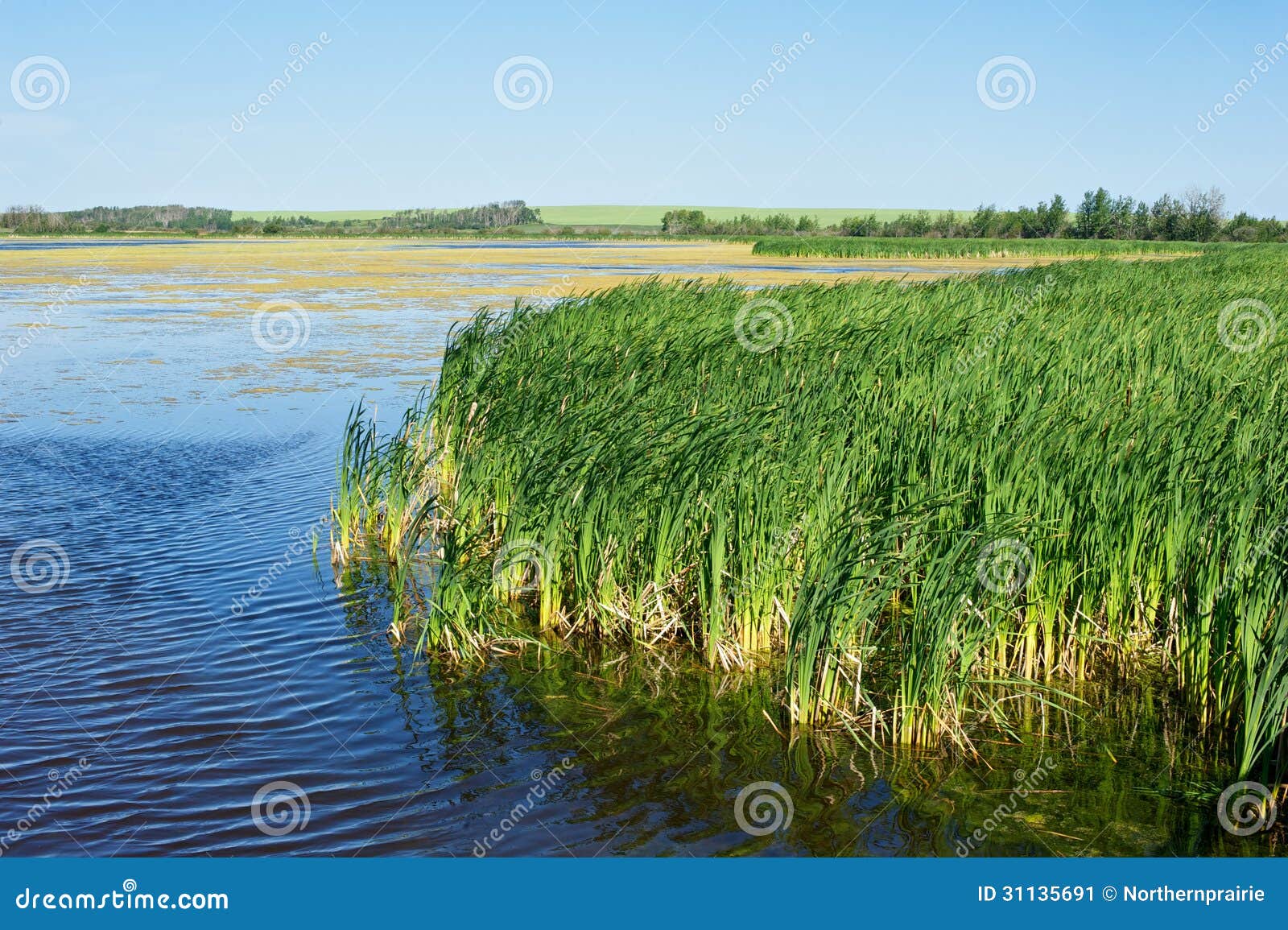 4,795 Bulrush Marsh Stock Photos - Free & Royalty-Free Stock Photos ...