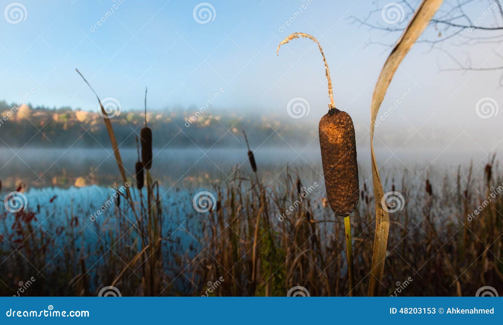Cattails in a Marshy Spot of a Northern Ontario Lake. Stock Image ...