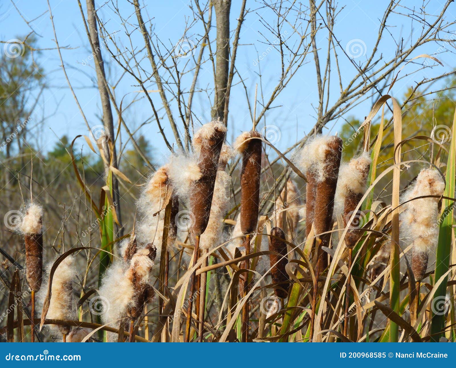 Cattails Open To Let Seeds Fly through the Wind during Autumn Stock ...