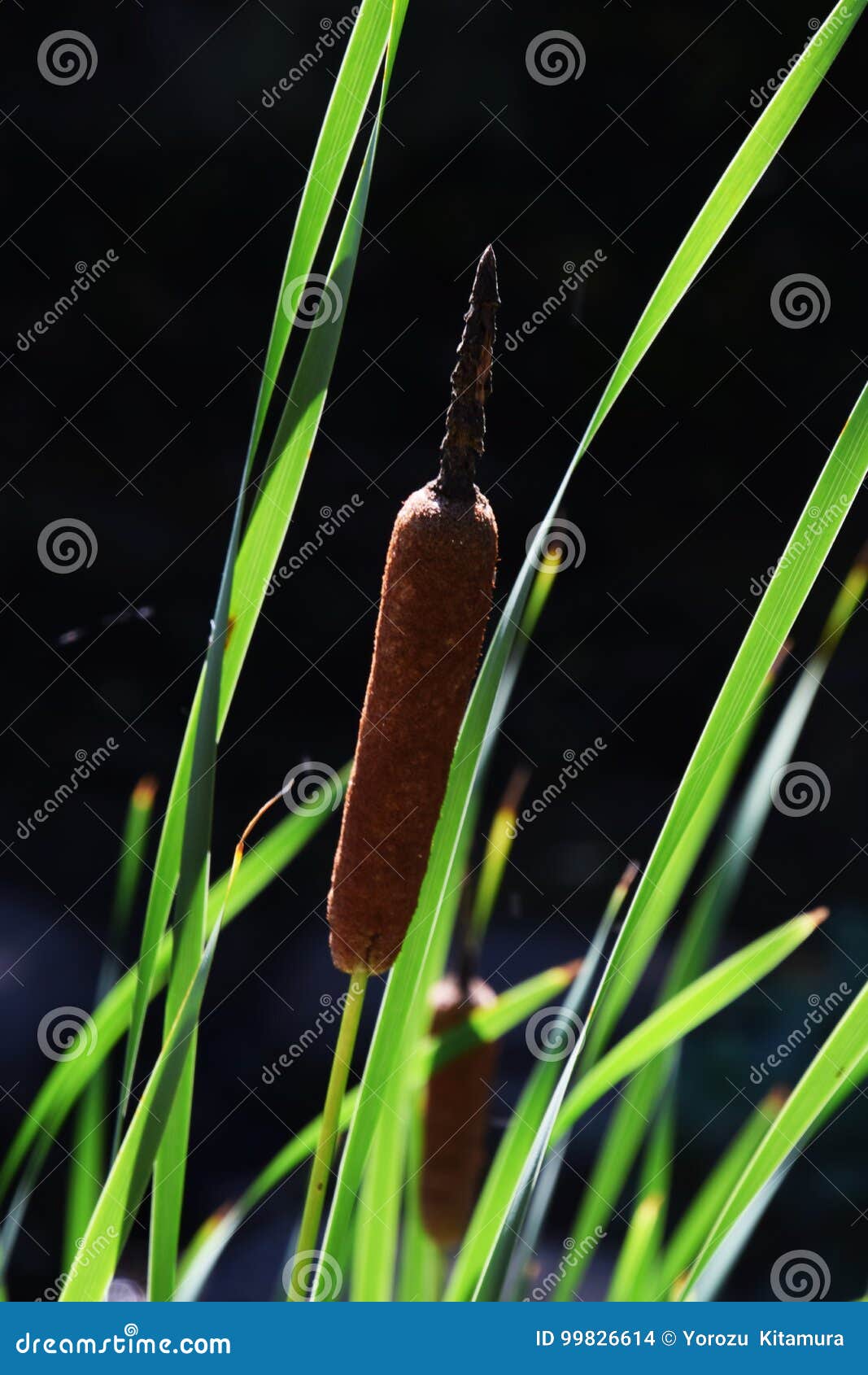 Cattails stock photo. Image of fluff, underwater, perennial - 99826614