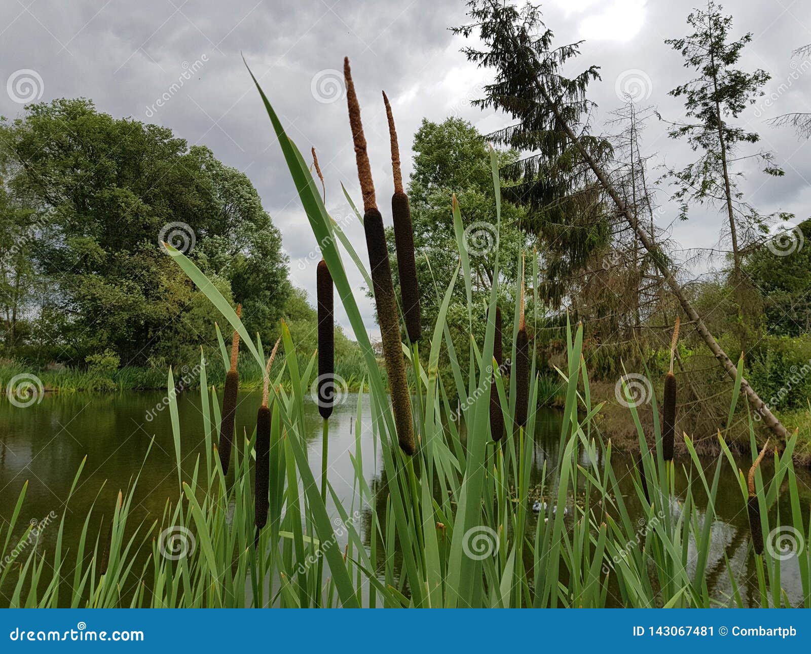 Cattails by pond stock image. Image of forest, natural - 143067481