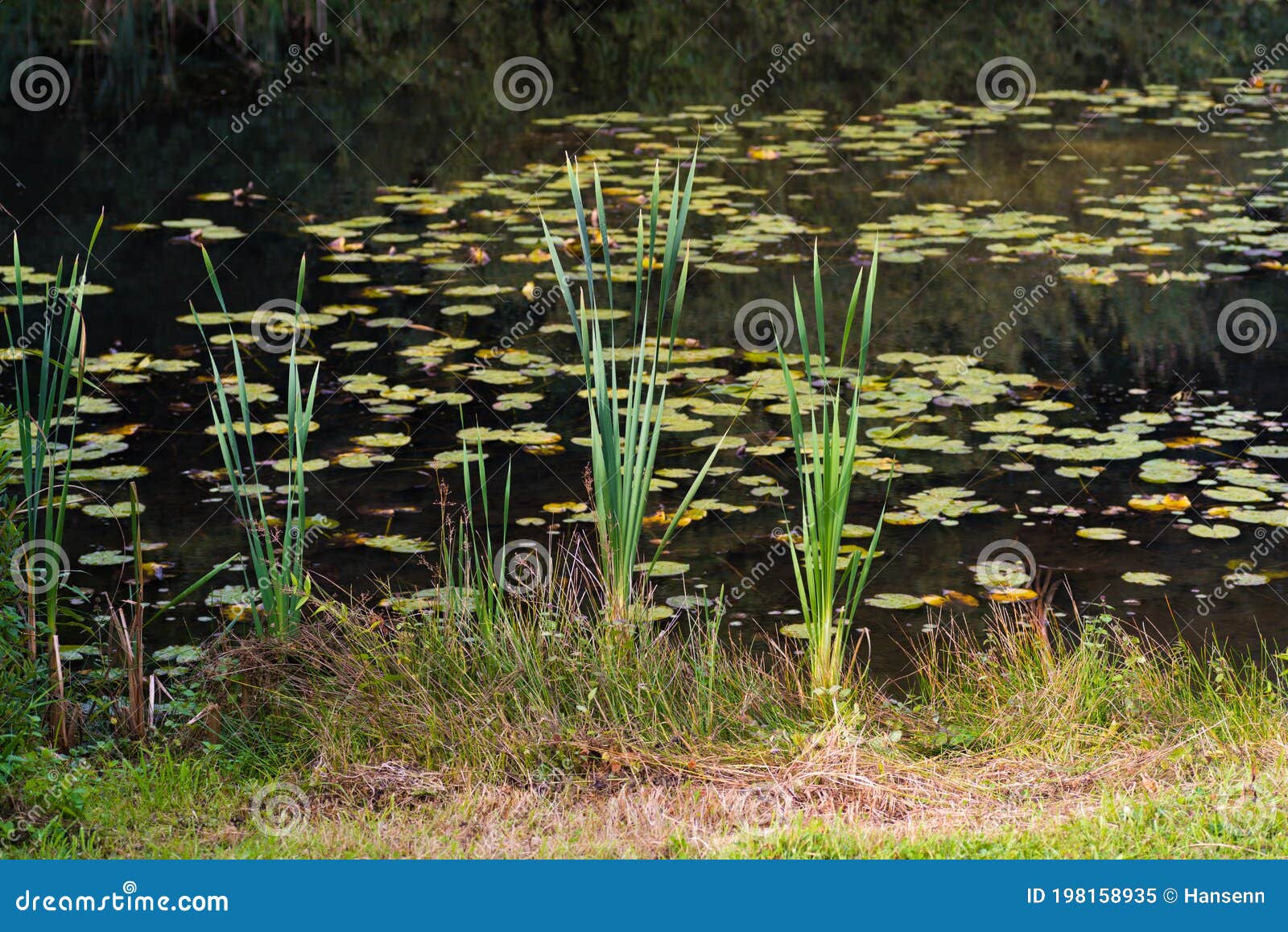 Cattails in a pond stock image. Image of tall, reed - 198158935