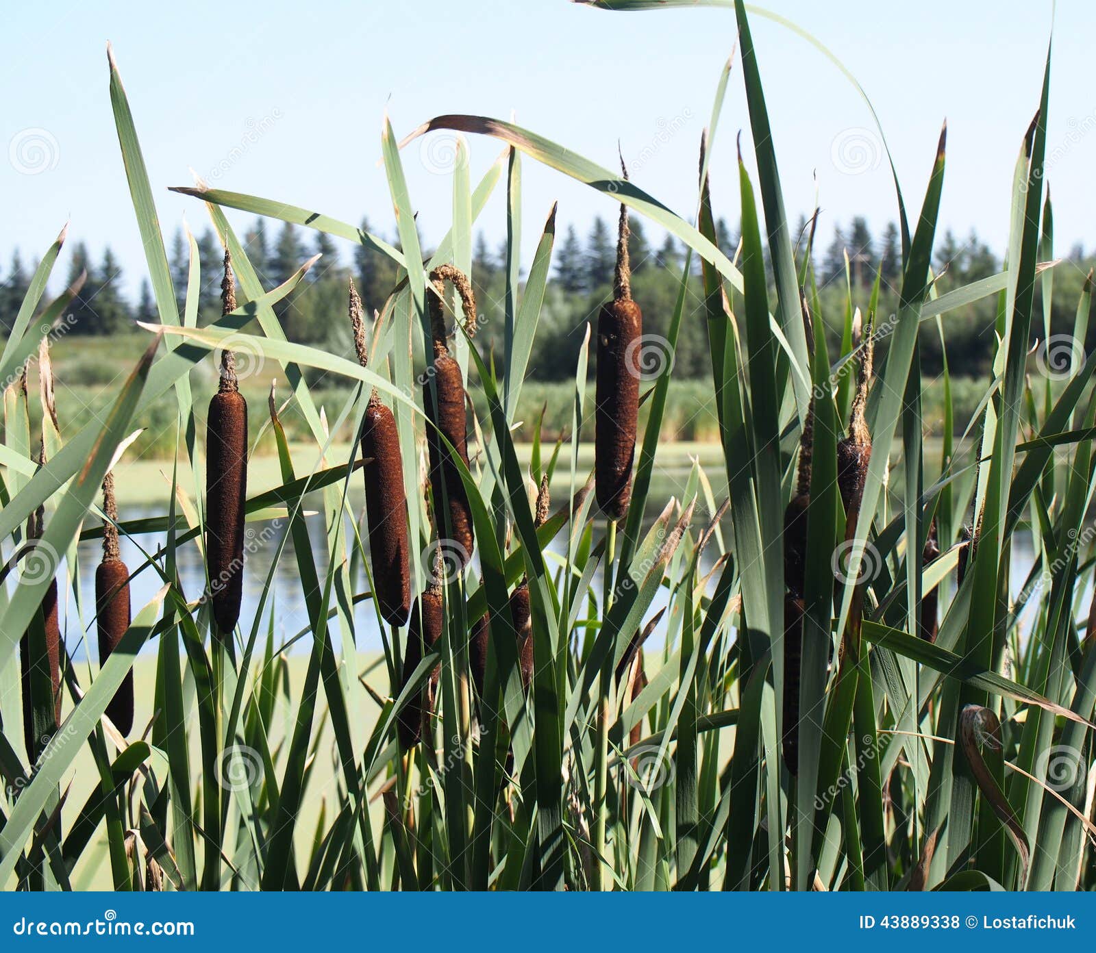 Cattails beside Pond stock photo. Image of monoecious - 43889338