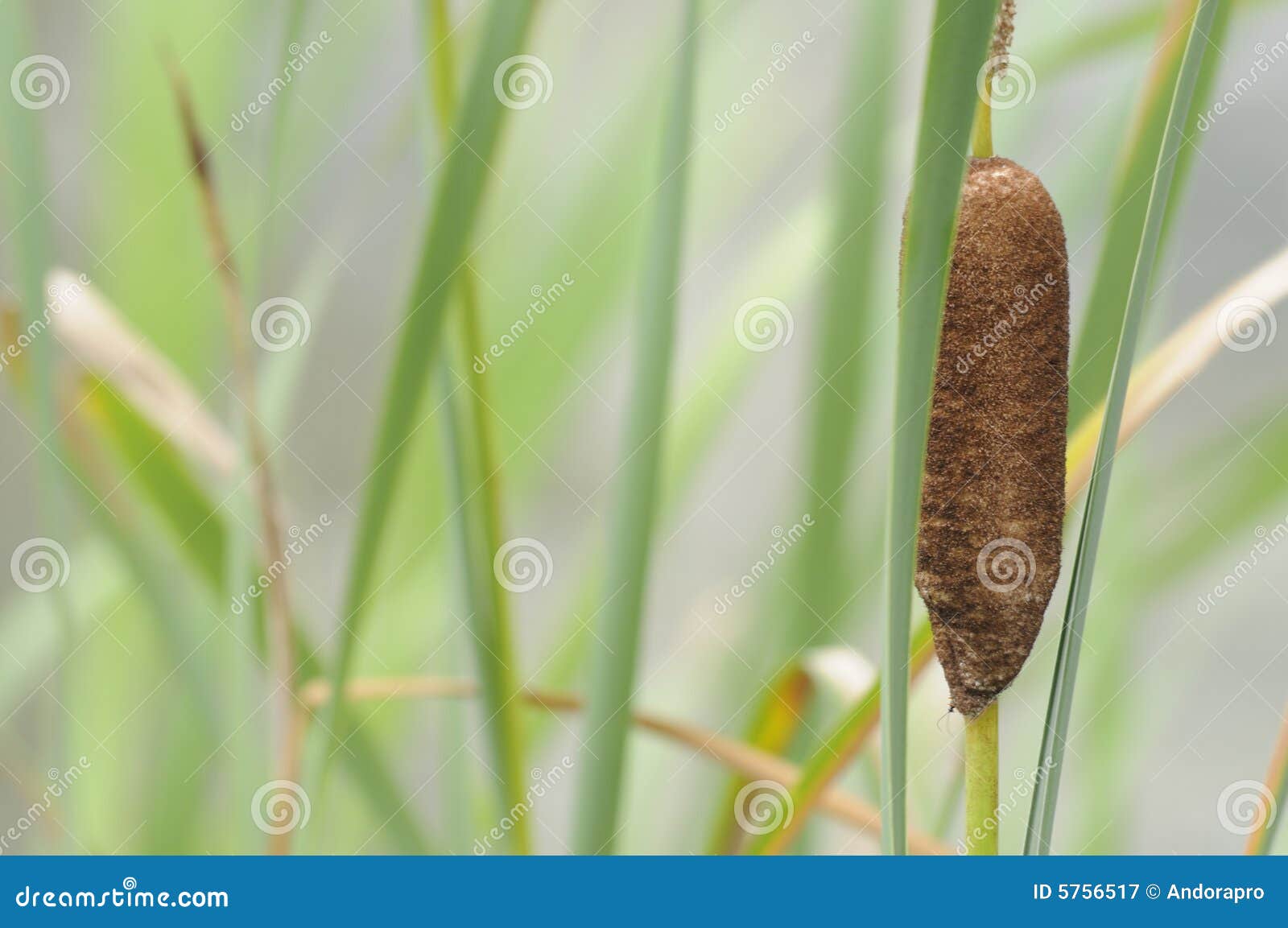 Cattails and reeds stock image. Image of environment, family - 5756517