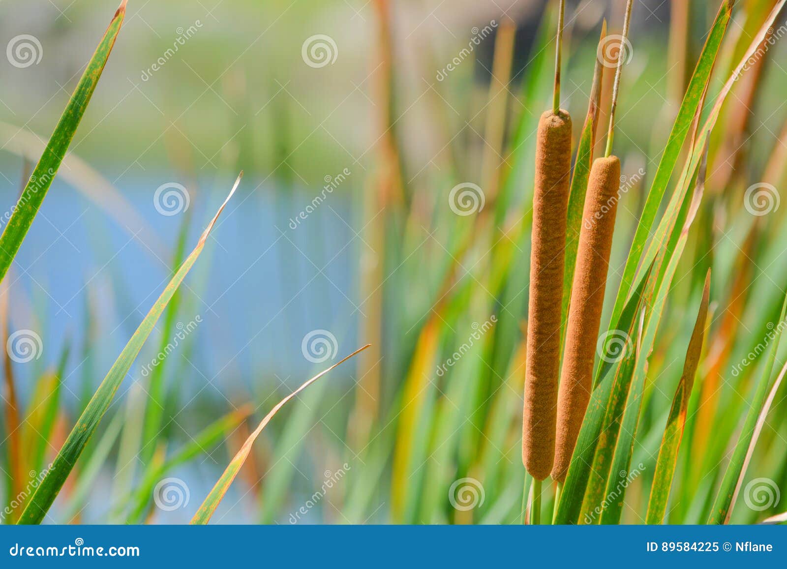 Cattails in the Reeds on the Edge of a Pond in Pinellas, Florida Stock ...