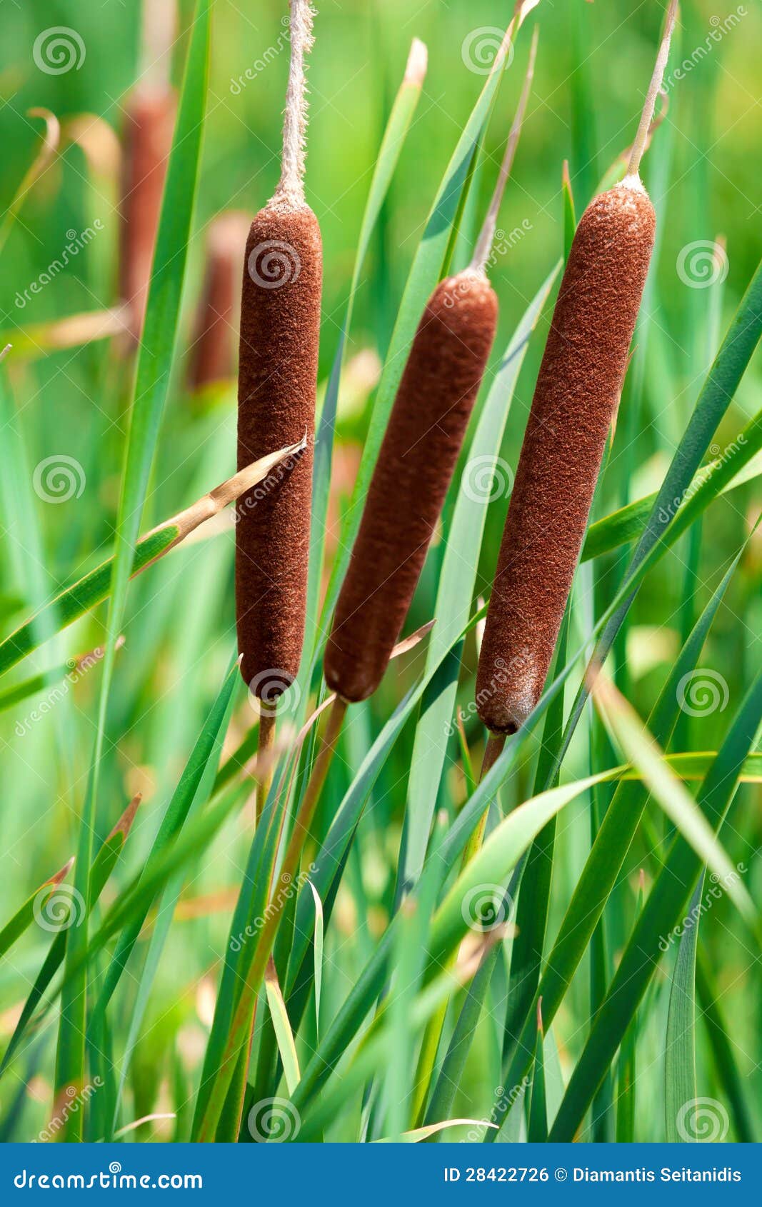 Cattails In The Reeds On The Edge Of A Pond In Pinellas, Florida Stock ...
