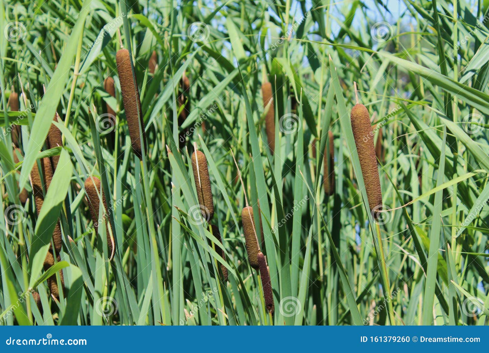 Cattails and Reeds on the Pond on a Bright Sunny Day Stock Photo ...