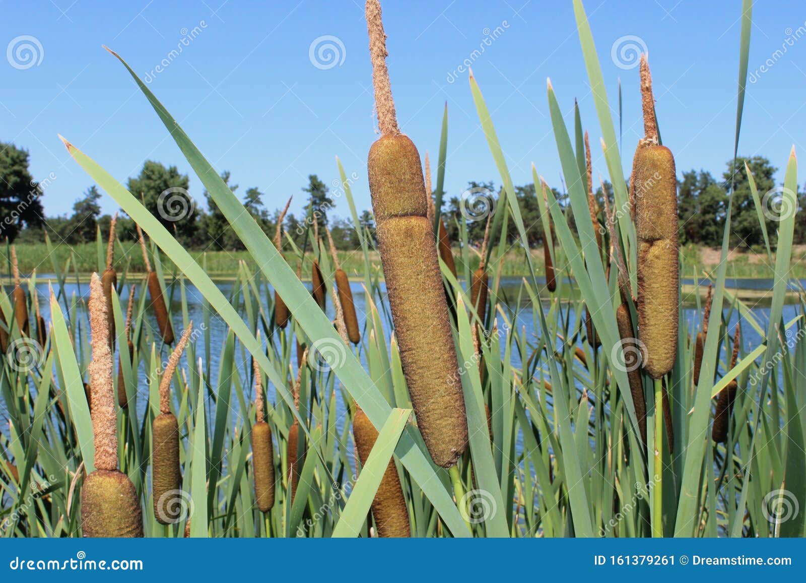 Cattails and Reeds on the Pond on a Bright Sunny Day Stock Image ...