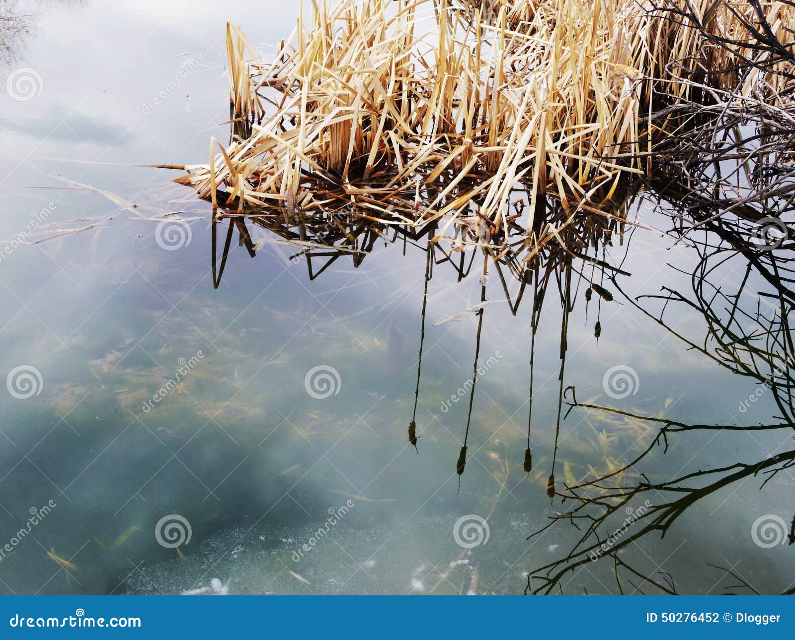 Cattails Reflected in Still Pond Water. Stock Photo - Image of ...