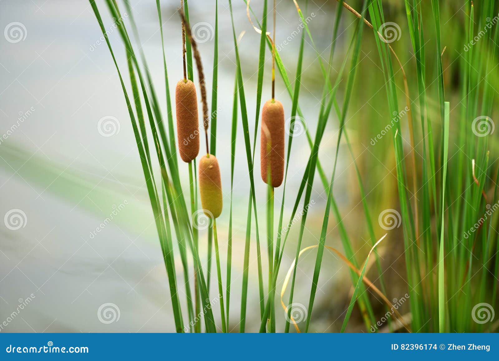 Freshwater Cattails