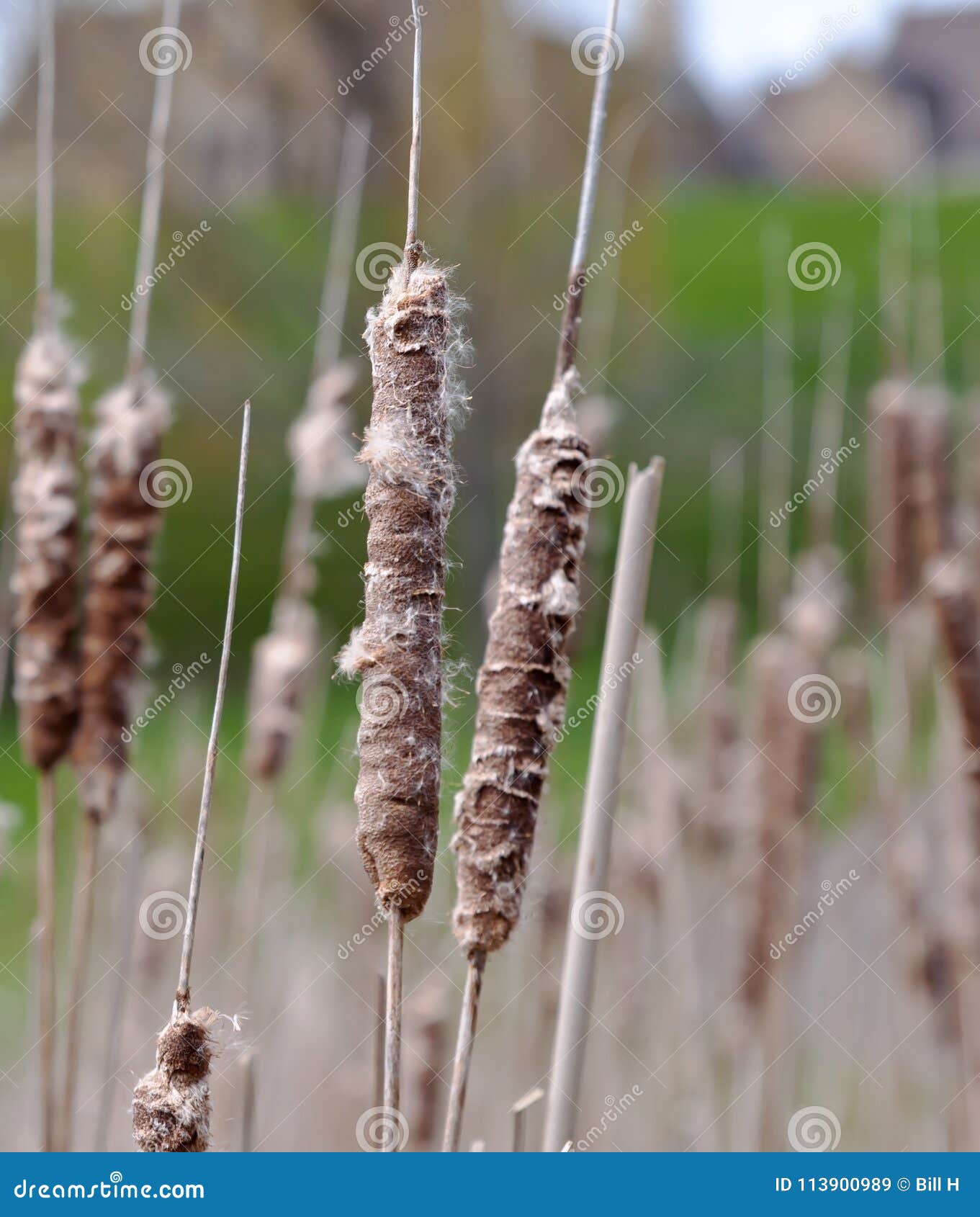 Cattails in the Spring Time Stock Image - Image of bush, green: 113900989