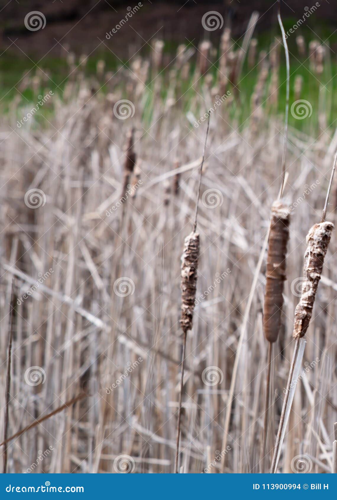Cattails in the Spring Time Stock Photo - Image of reeds, pond: 113900994